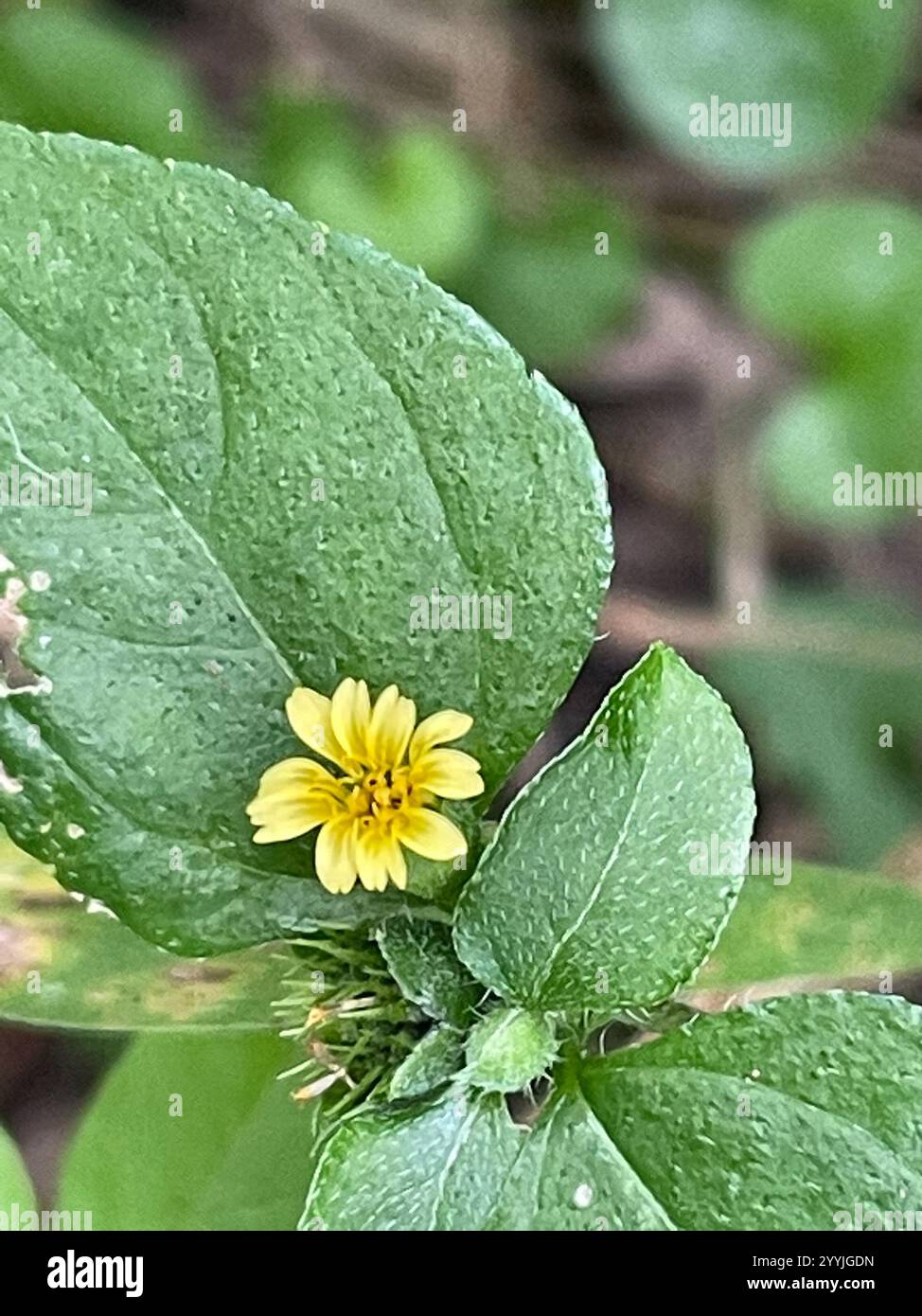 straggler daisy (Calyptocarpus vialis Stock Photo - Alamy