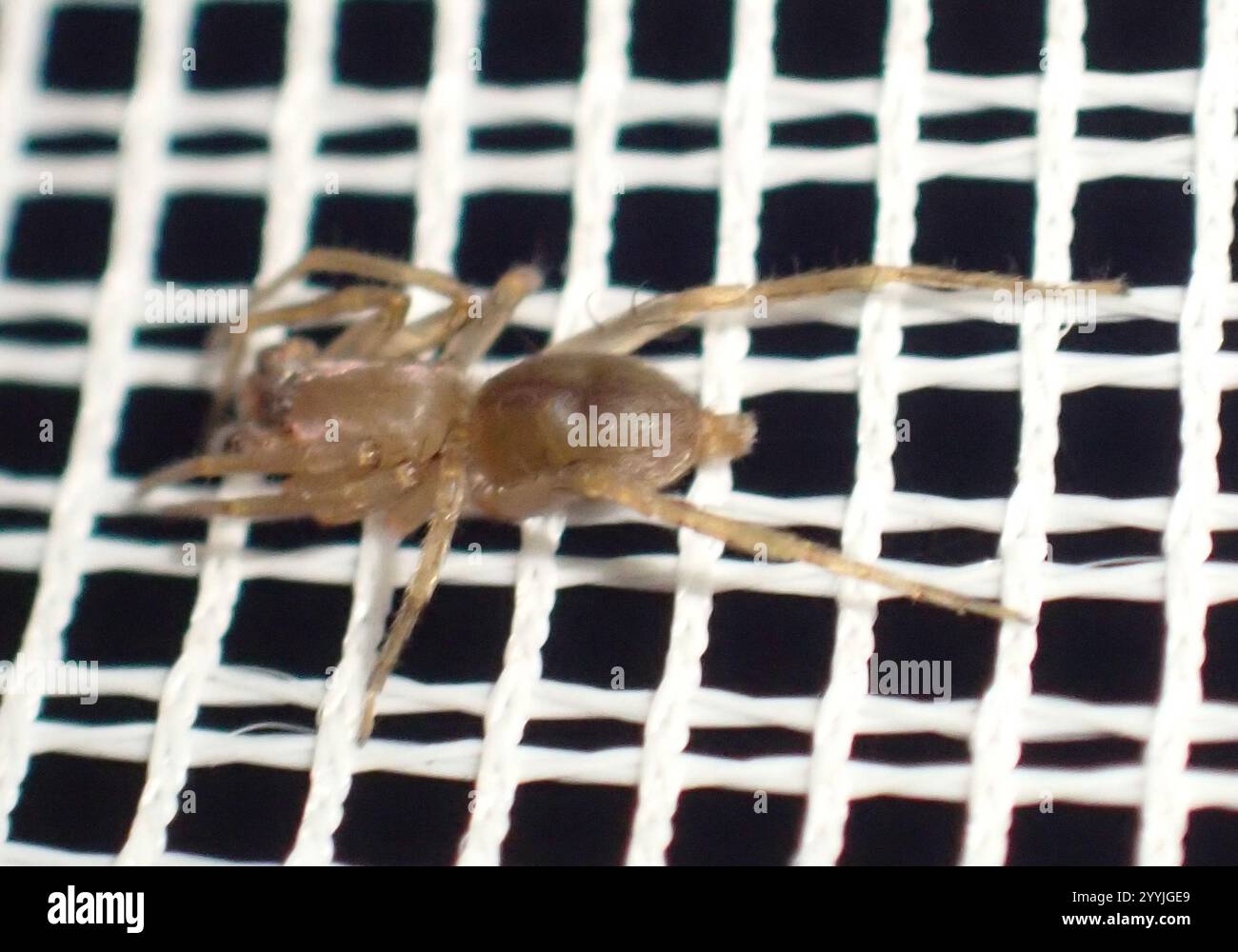 Leafcurling Sac Spiders (Clubiona Stock Photo - Alamy