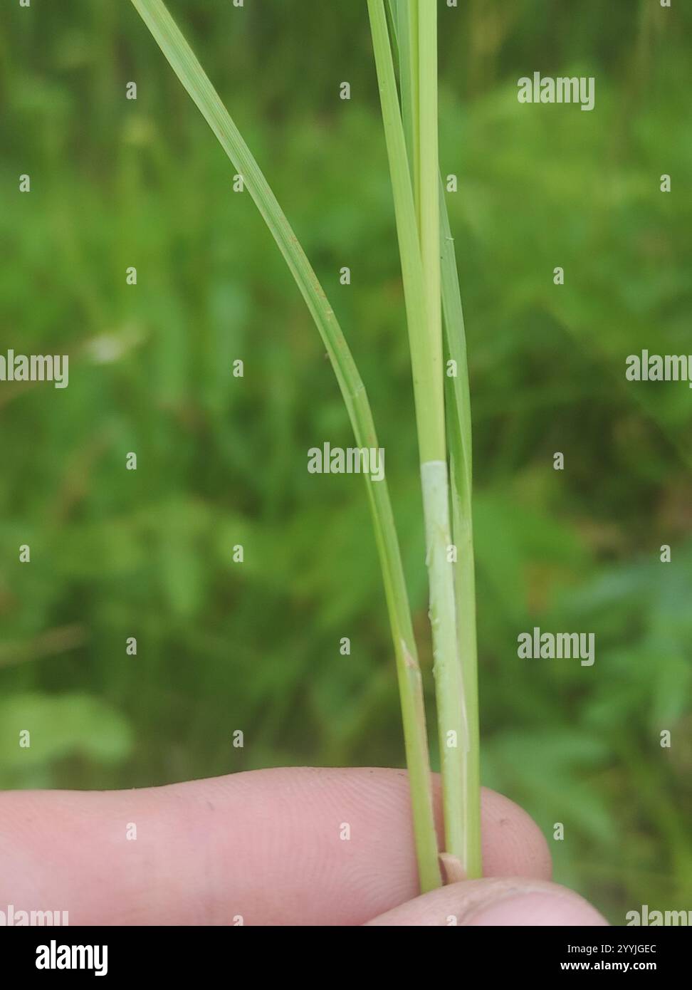 smooth black sedge (Carex nigra Stock Photo - Alamy