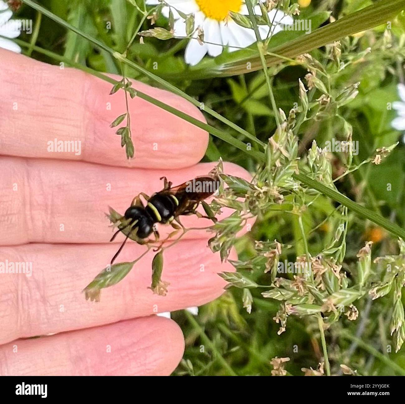 Square-headed Wasps, Sand Wasps, and Allies (Crabronidae Stock Photo ...