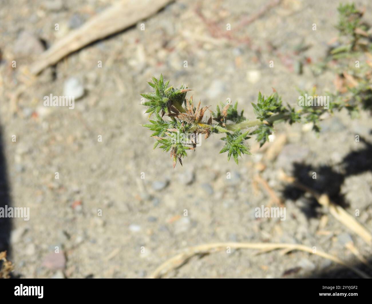 Centromadia pungens hi-res stock photography and images - Alamy