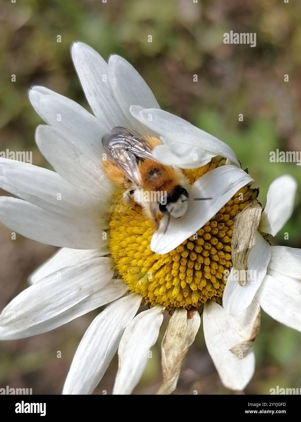 Pantaloon bees hi-res stock photography and images - Alamy