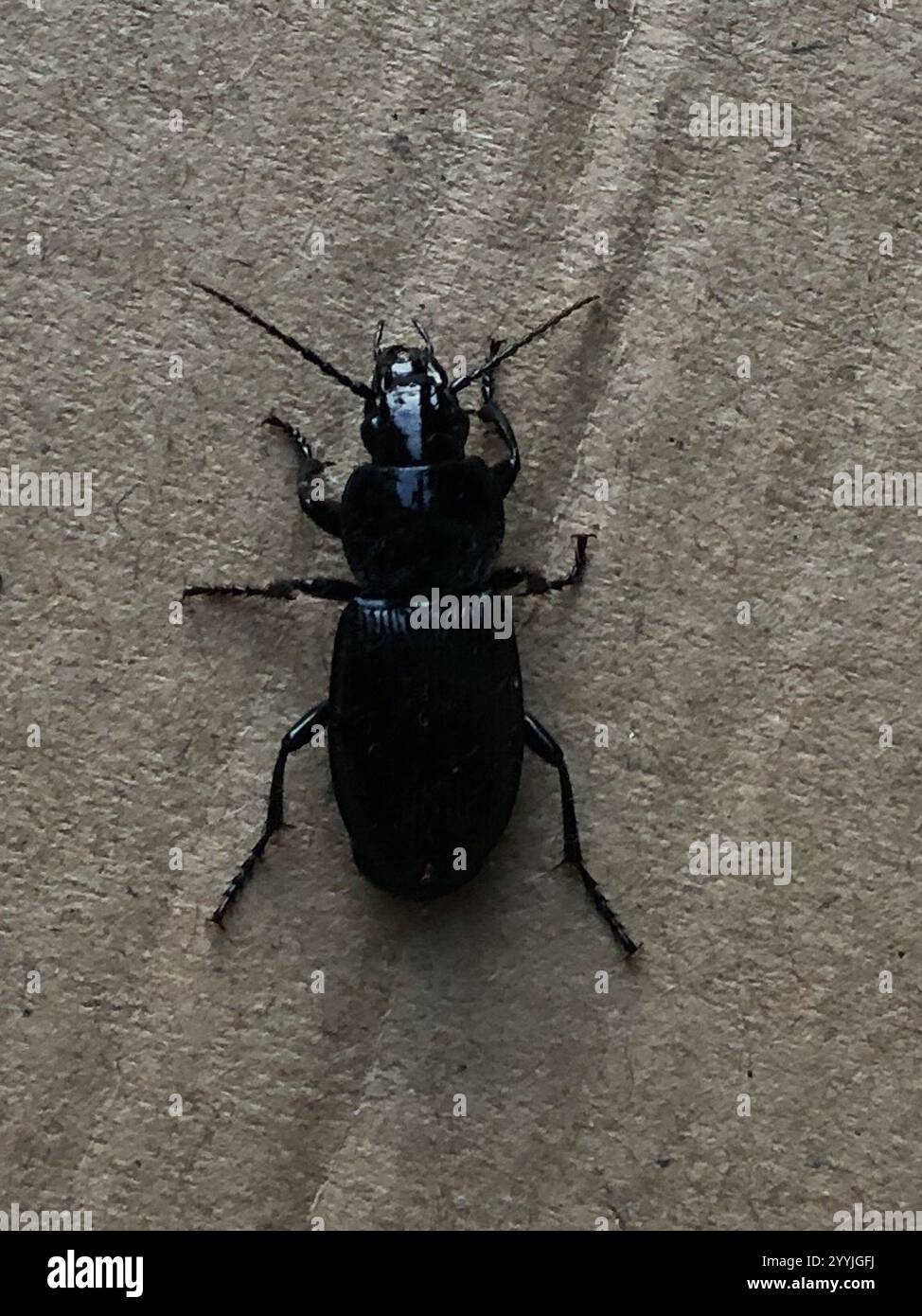 Blackclock hi-res stock photography and images - Alamy