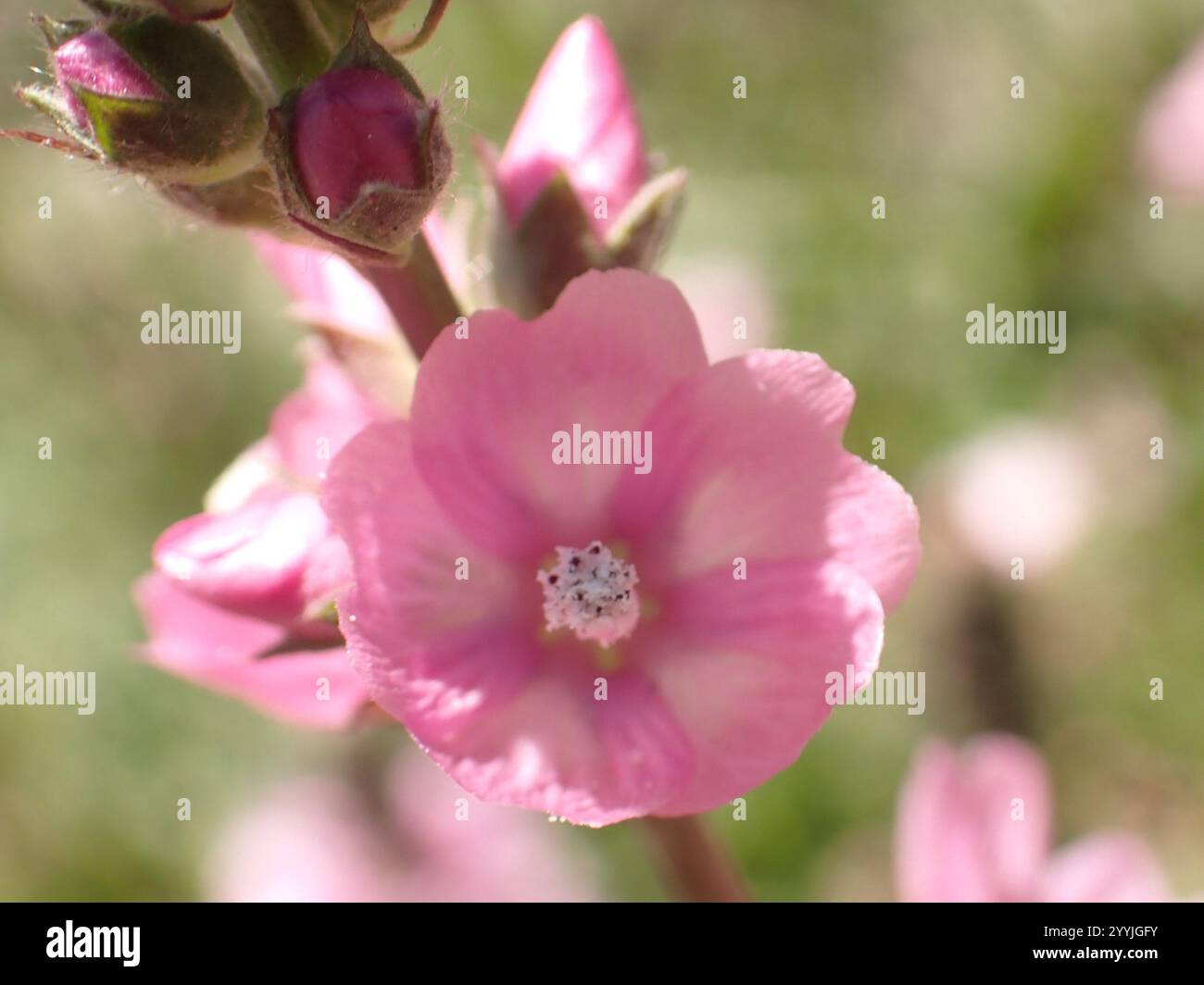 Spicate Checkerbloom (Sidalcea oregana spicata Stock Photo - Alamy