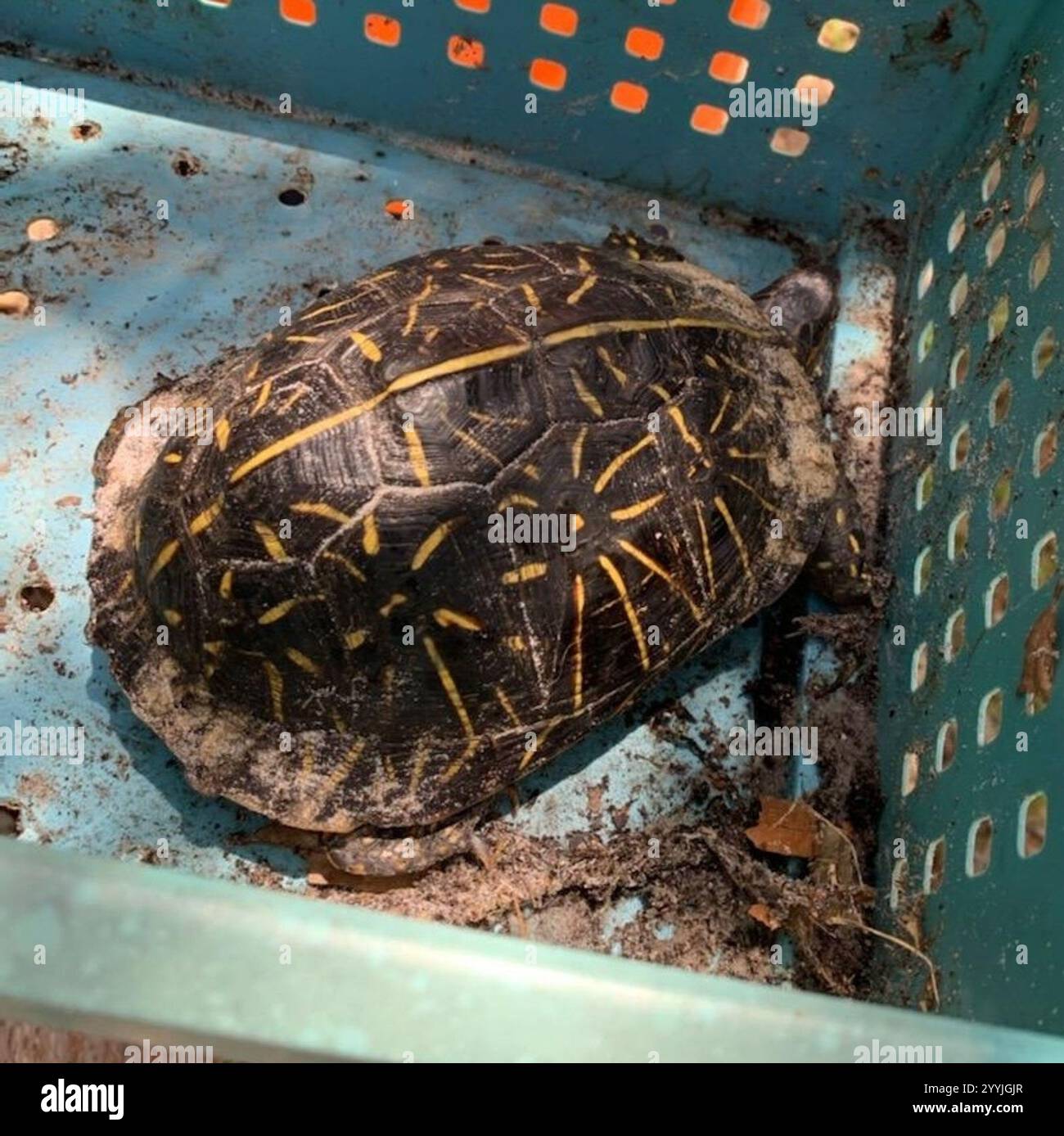 Florida Box Turtle (Terrapene carolina bauri Stock Photo - Alamy