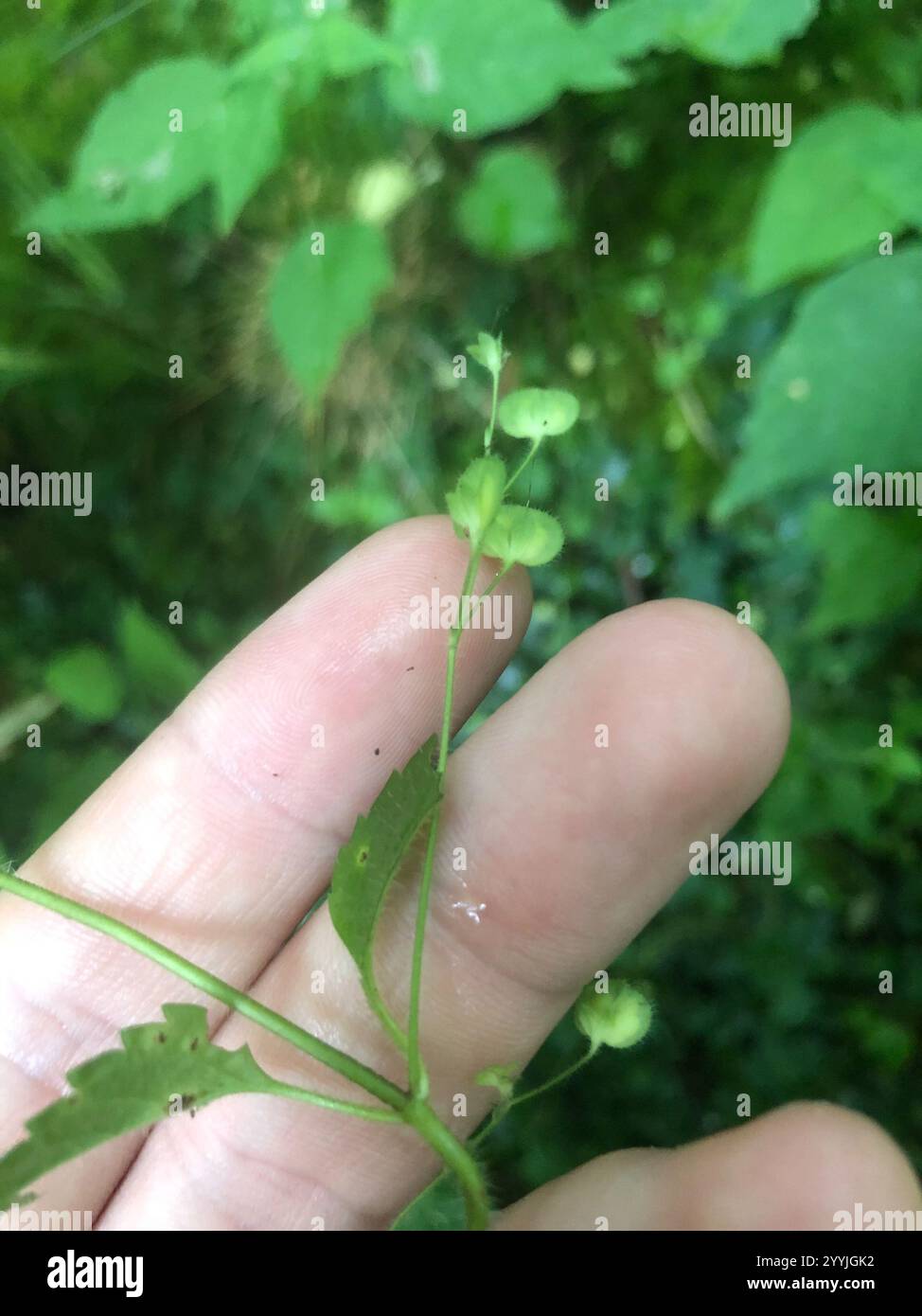 Wood Speedwell (Veronica montana Stock Photo - Alamy