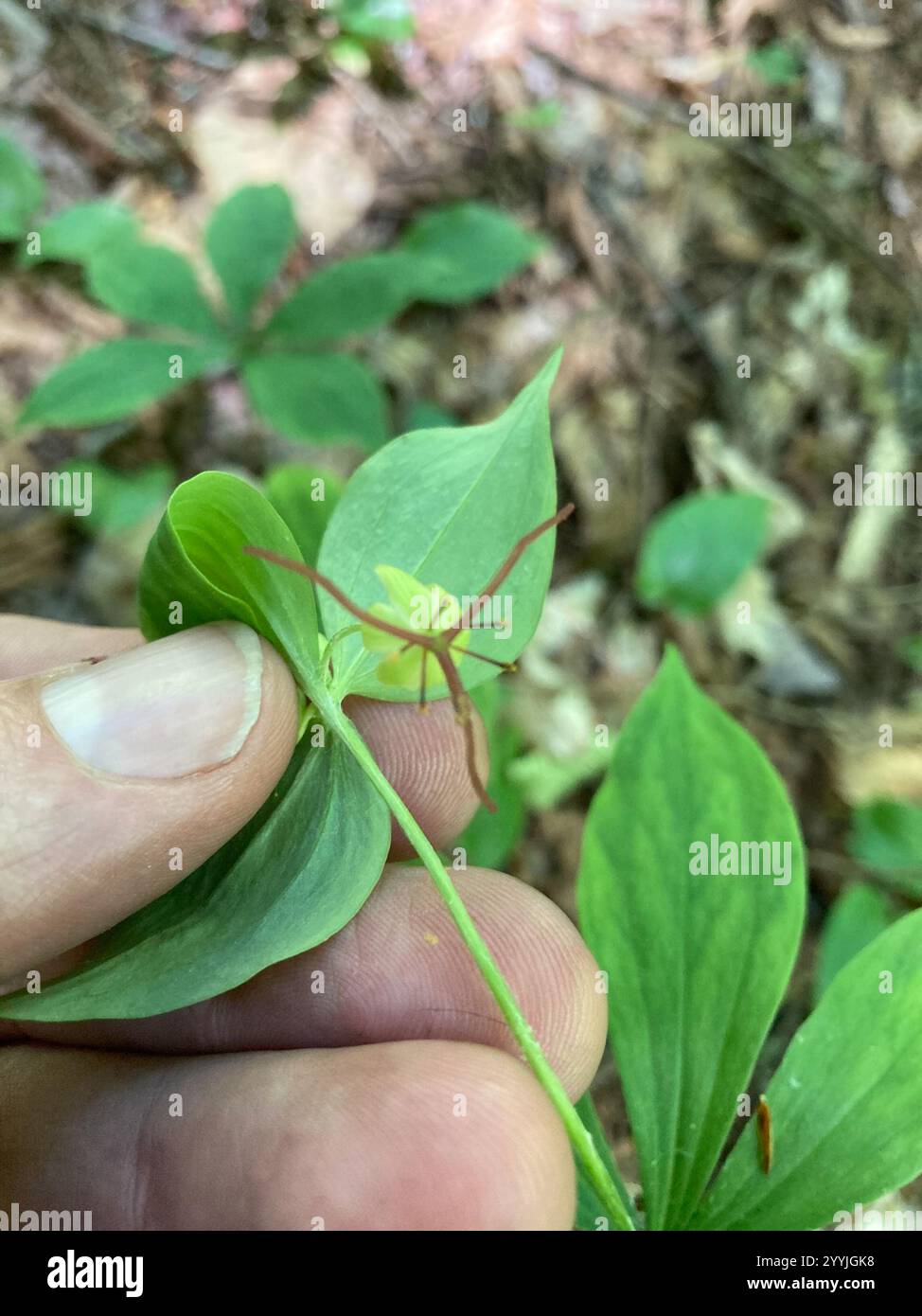 Cucumber Root (Medeola virginiana Stock Photo - Alamy