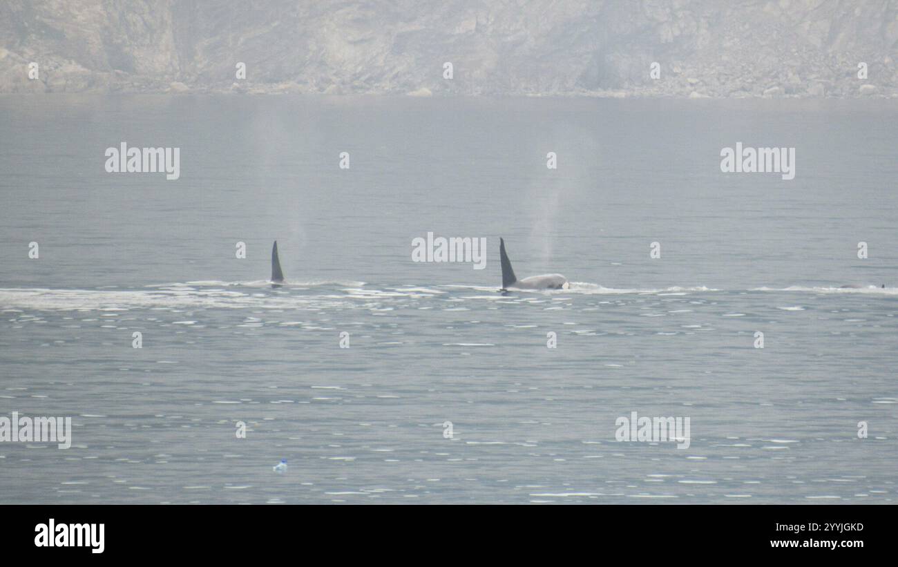 Orca (Orcinus orca Stock Photo - Alamy