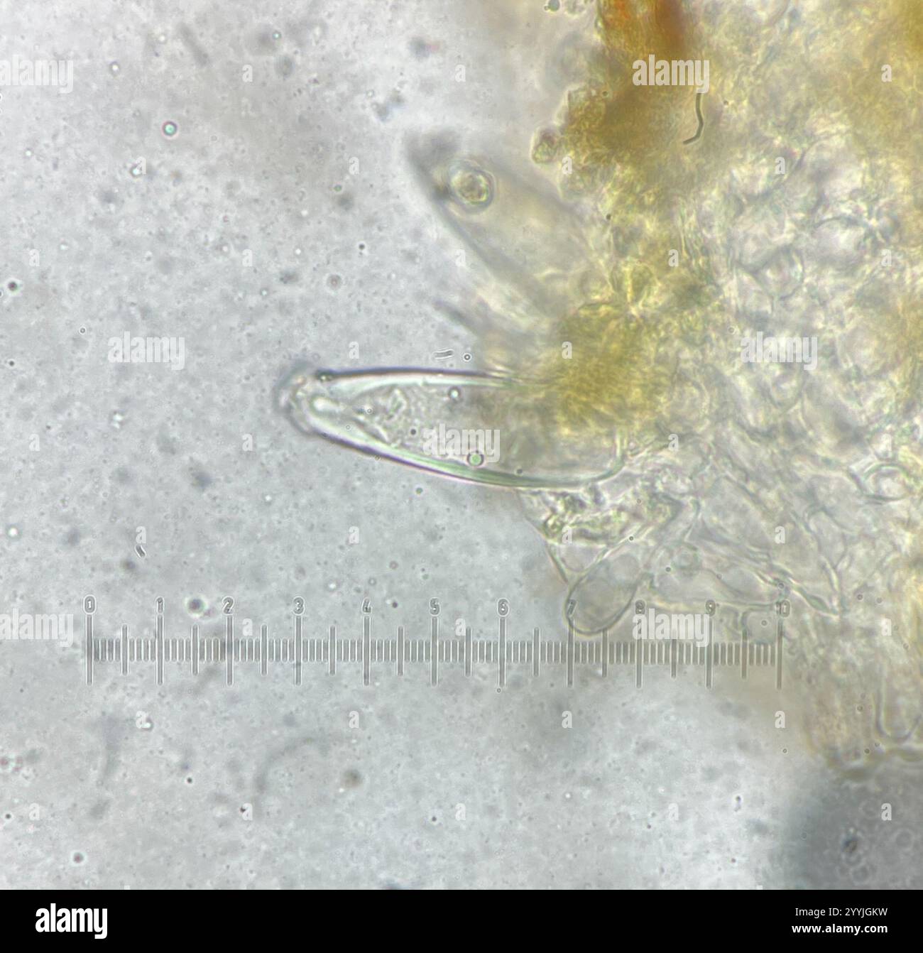 Fiber Caps (Inocybe Stock Photo - Alamy