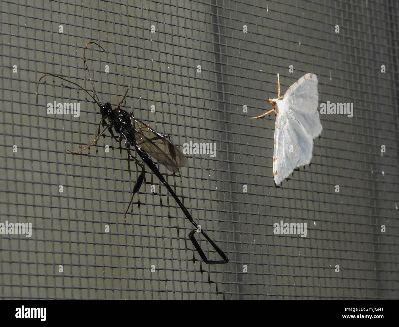 American Pelecinid Wasp (Pelecinus polyturator Stock Photo - Alamy