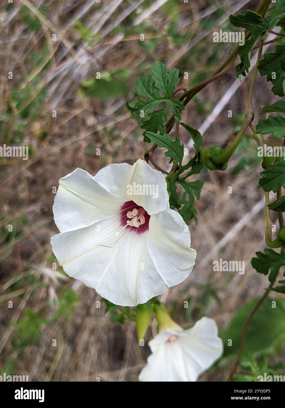 Alamo vine (Distimake dissectus Stock Photo - Alamy