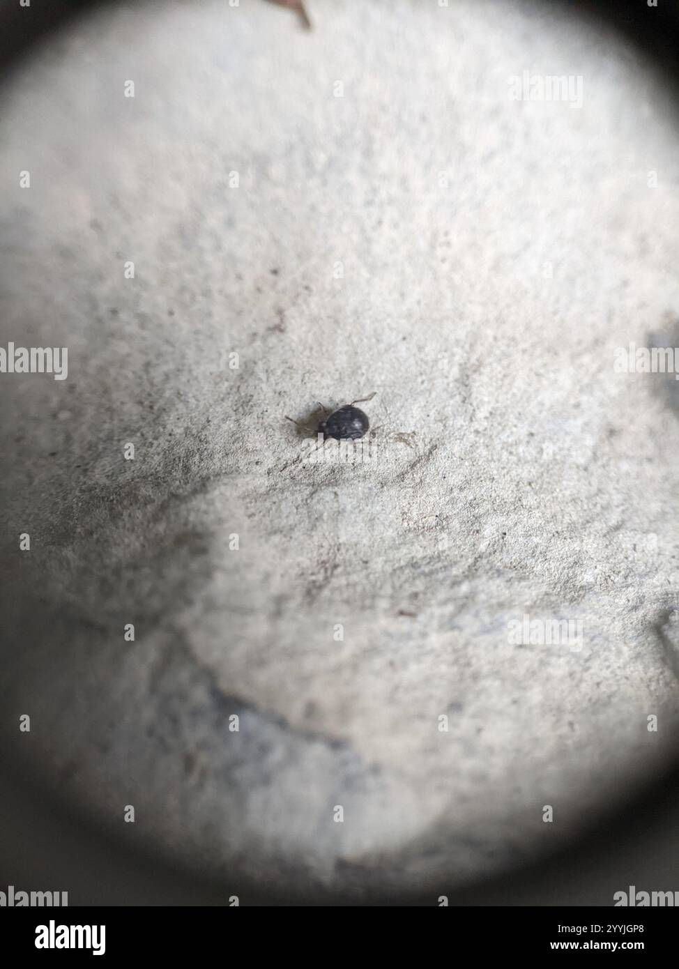 Shore bugs (Saldidae Stock Photo - Alamy