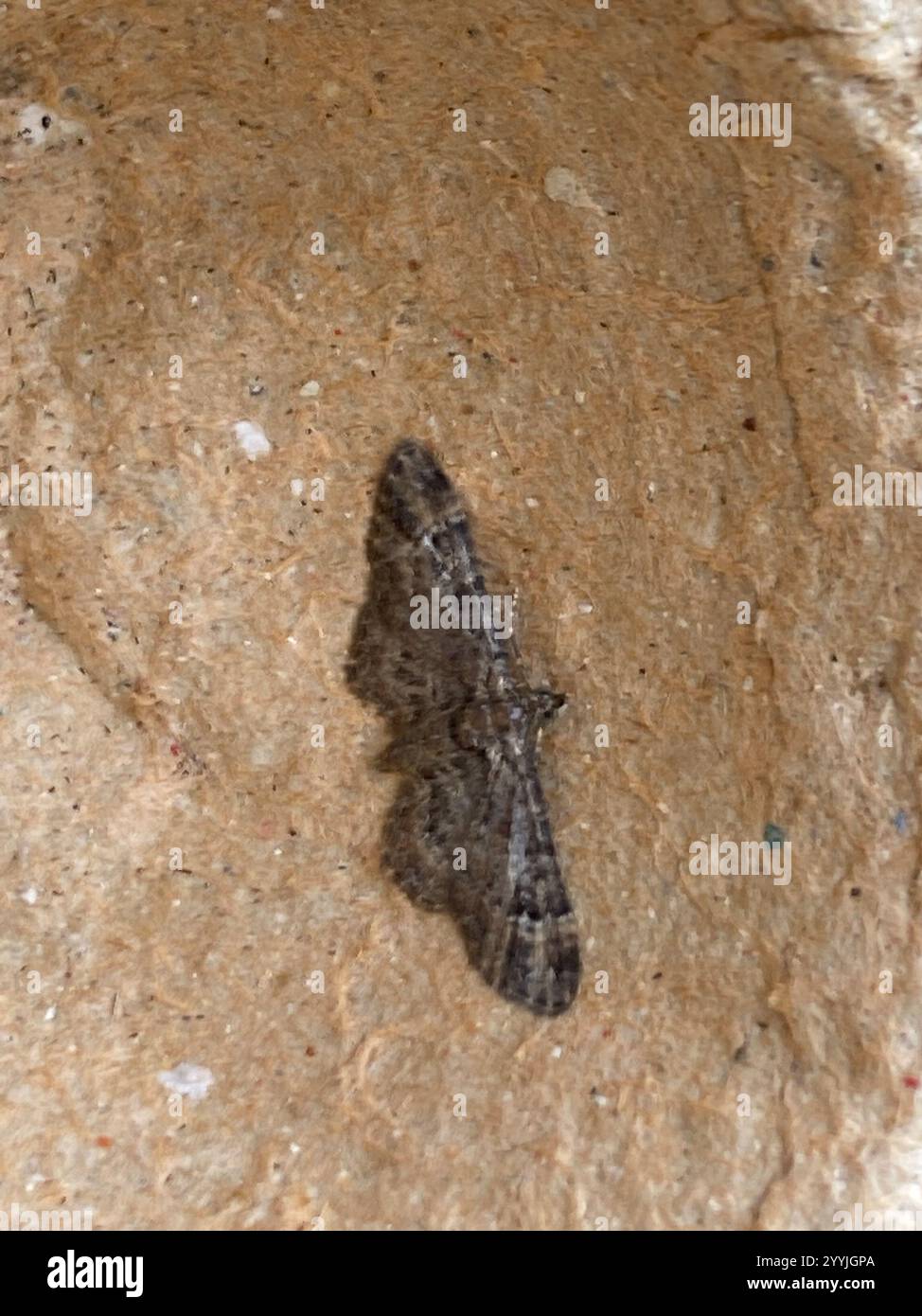 Gymnoscelis rufifasciata hi-res stock photography and images - Alamy