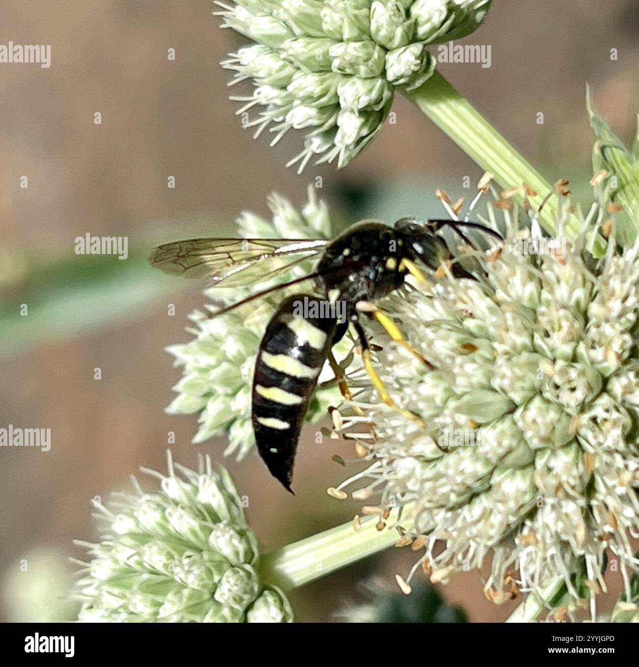 Four-banded Stink Bug Wasp (Bicyrtes quadrifasciatus Stock Photo - Alamy