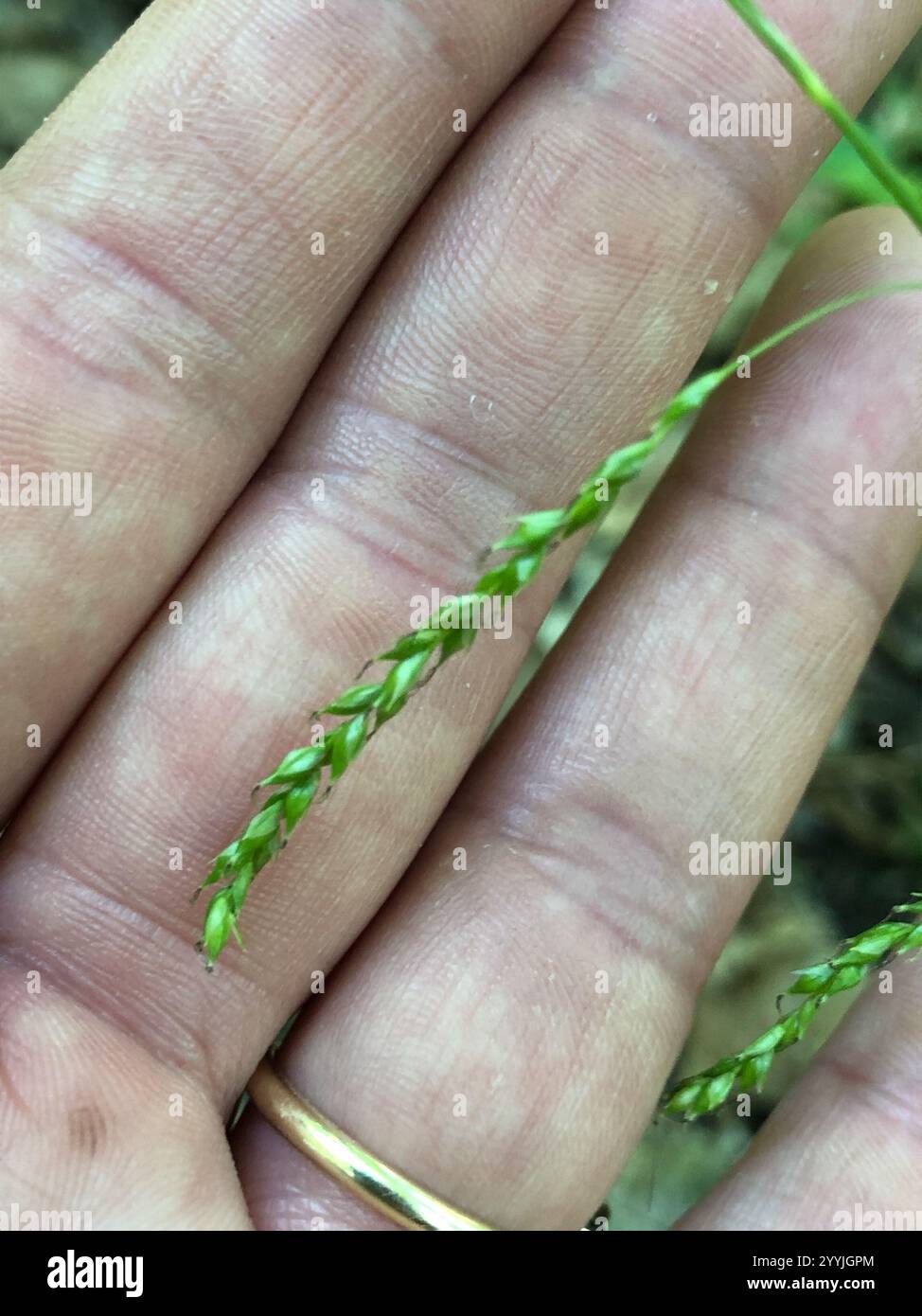 drooping woodland sedge (Carex arctata Stock Photo - Alamy