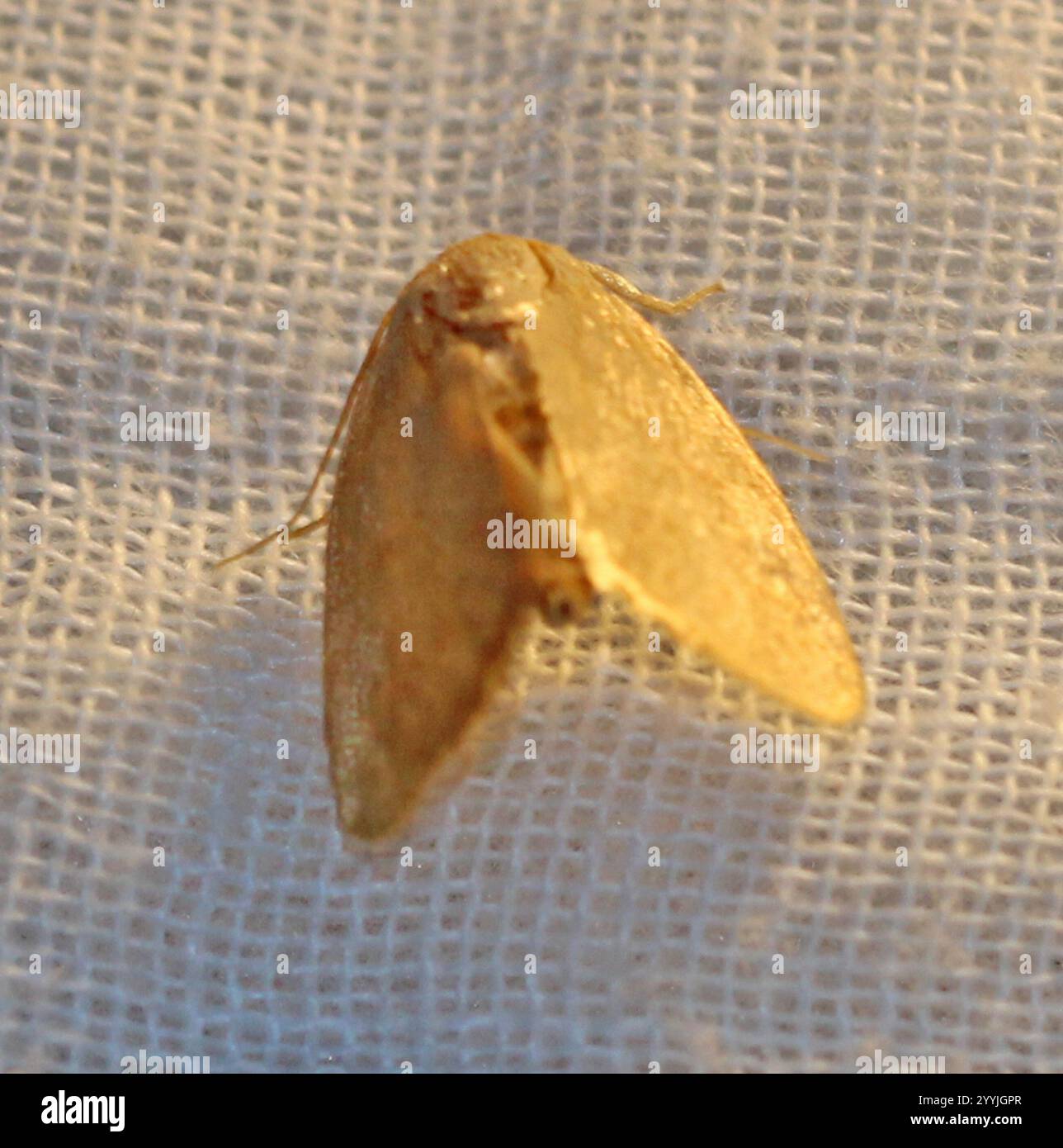Tortricidia hi-res stock photography and images - Alamy