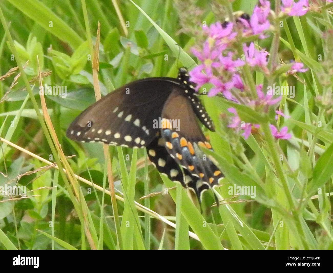 Spicebush Swallowtail (Papilio troilus Stock Photo - Alamy