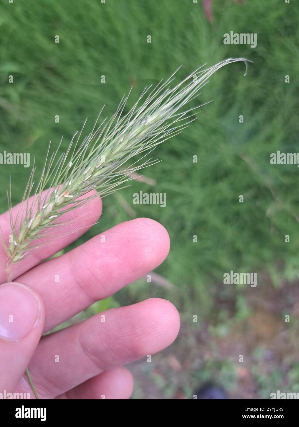 silky wild rye (Elymus villosus Stock Photo - Alamy