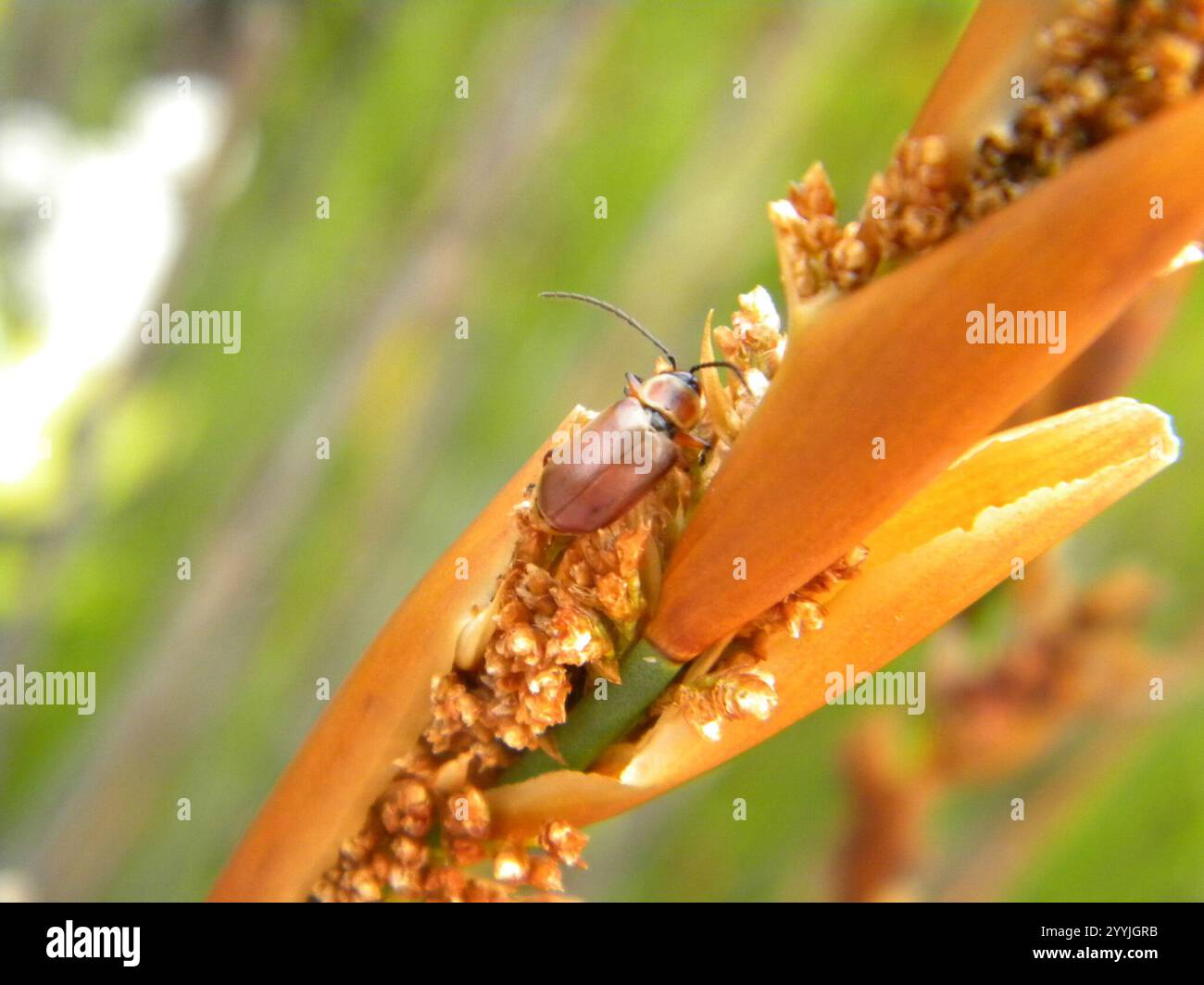 Swollen Restio Beetles (Pseudorupilia Stock Photo - Alamy