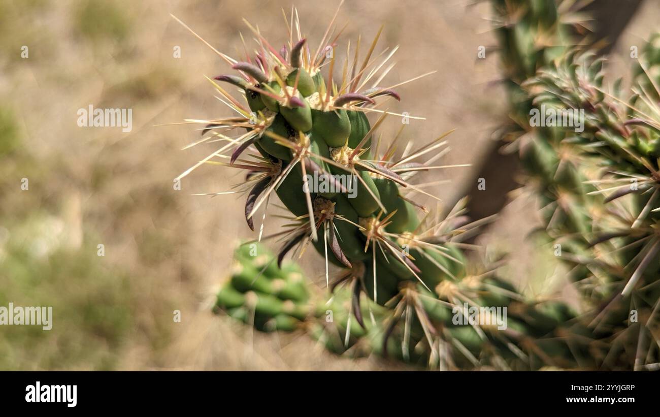 tree cholla (Cylindropuntia imbricata Stock Photo - Alamy