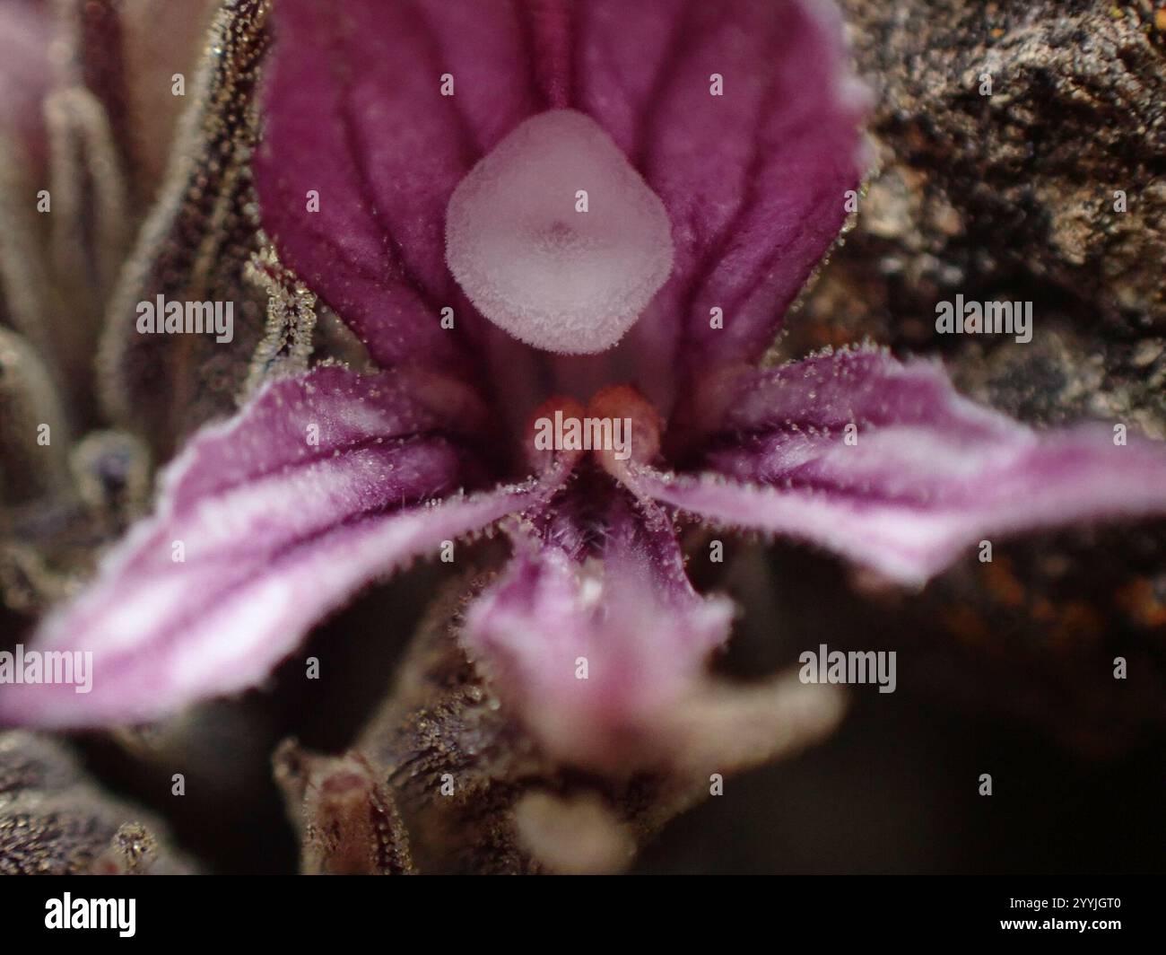 California Broomrape (Aphyllon californicum Stock Photo - Alamy