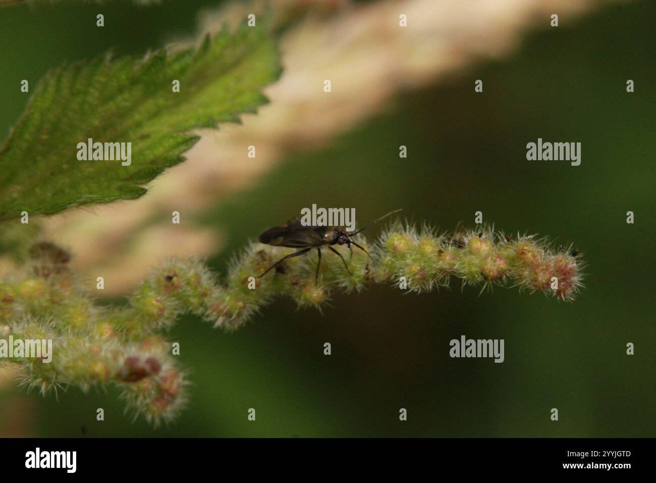 Common Nettle Flower Bug (Plagiognathus arbustorum Stock Photo - Alamy