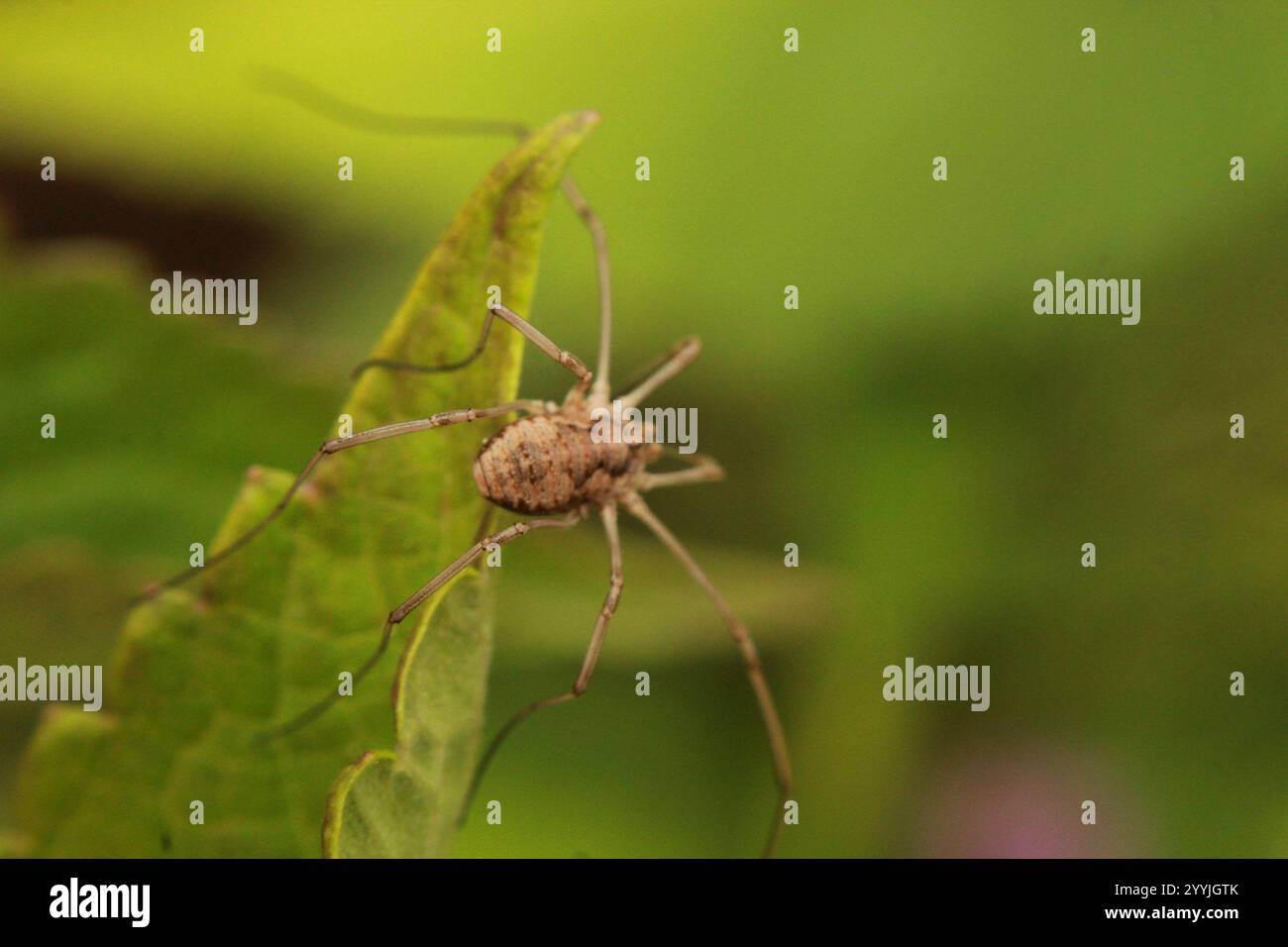 European Harvestman (Phalangium opilio Stock Photo - Alamy