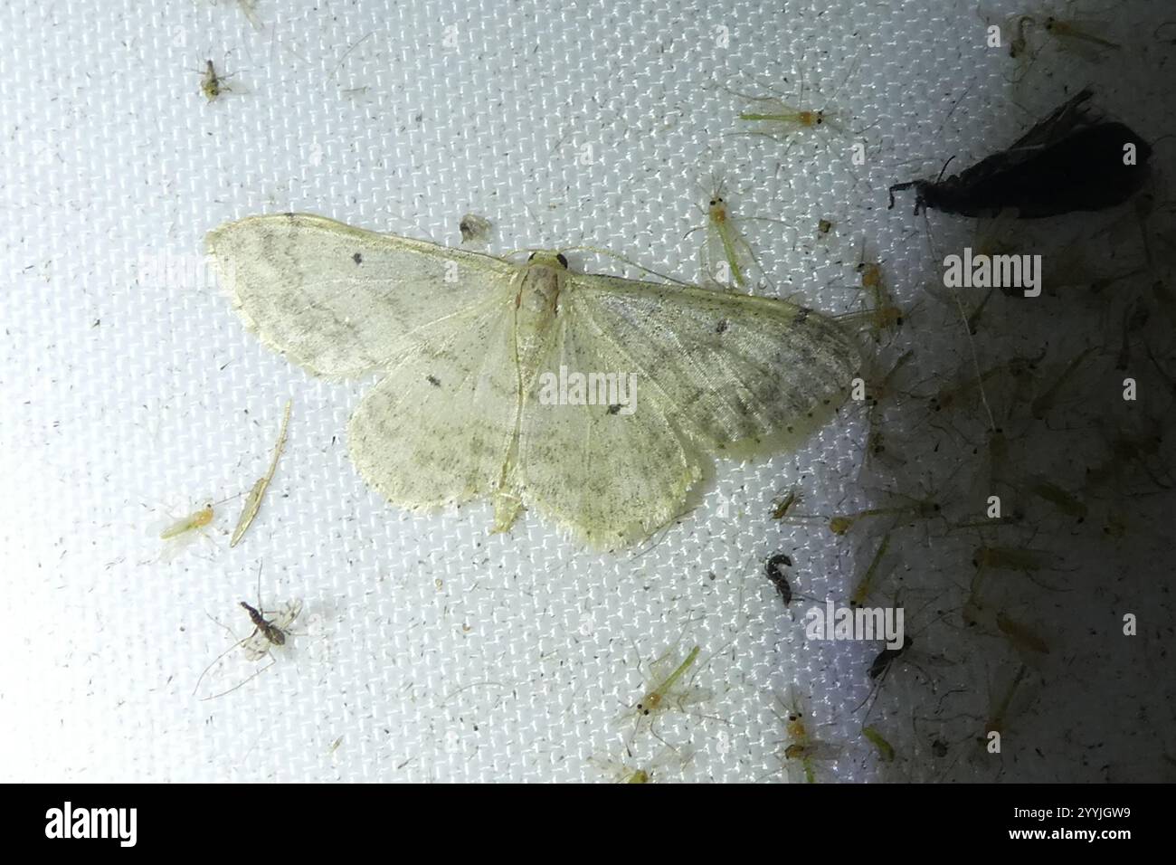 Small fan footed wave hi-res stock photography and images - Alamy