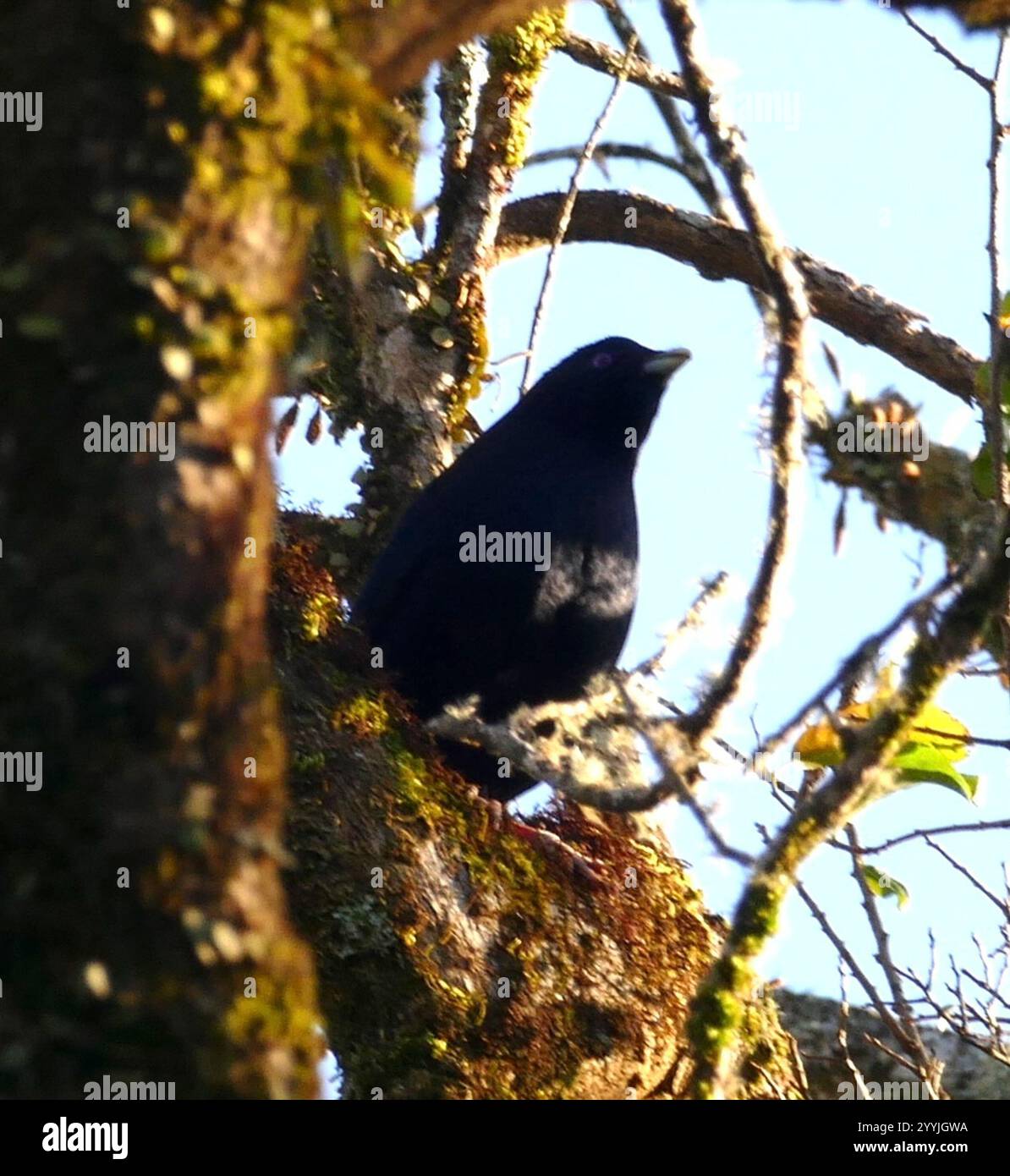 Satin Bowerbird (Ptilonorhynchus violaceus Stock Photo - Alamy