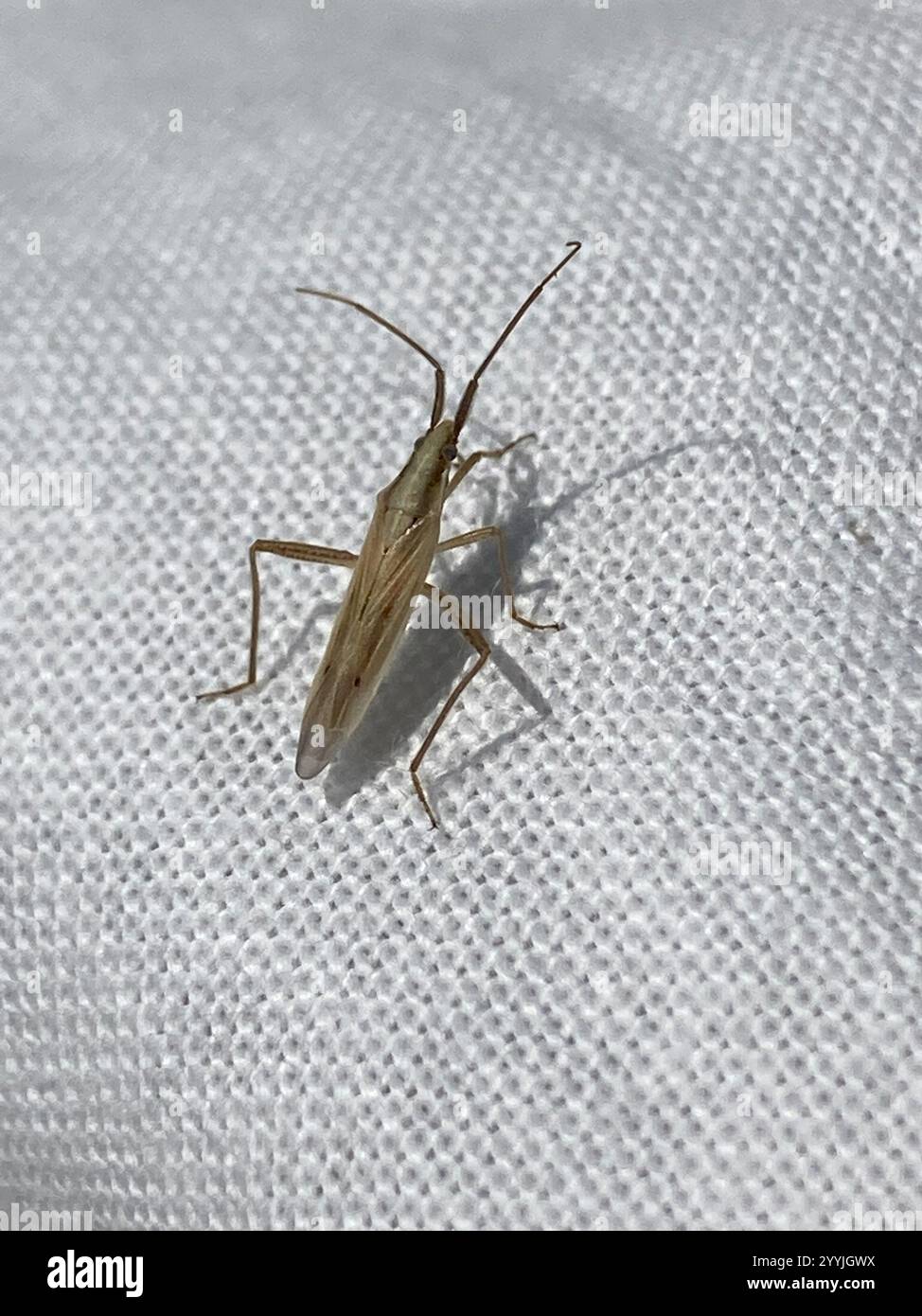 Grass bug (Stenodema laevigata Stock Photo - Alamy