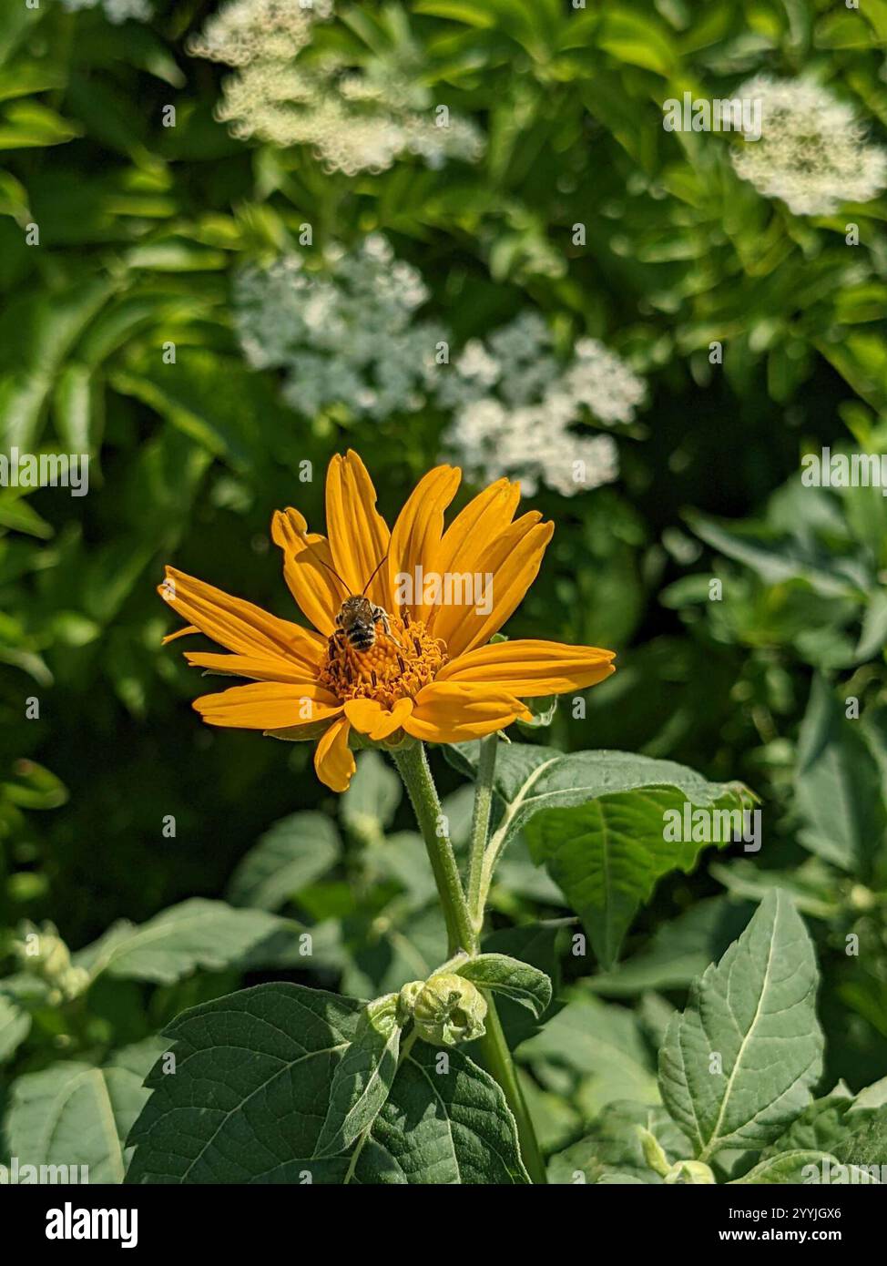 Longhorn Bees (Eucerini Stock Photo - Alamy