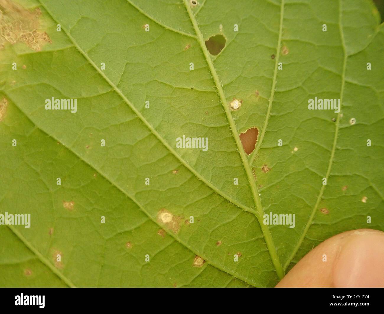 Boxelder Leafroller Moth (Caloptilia negundella Stock Photo - Alamy