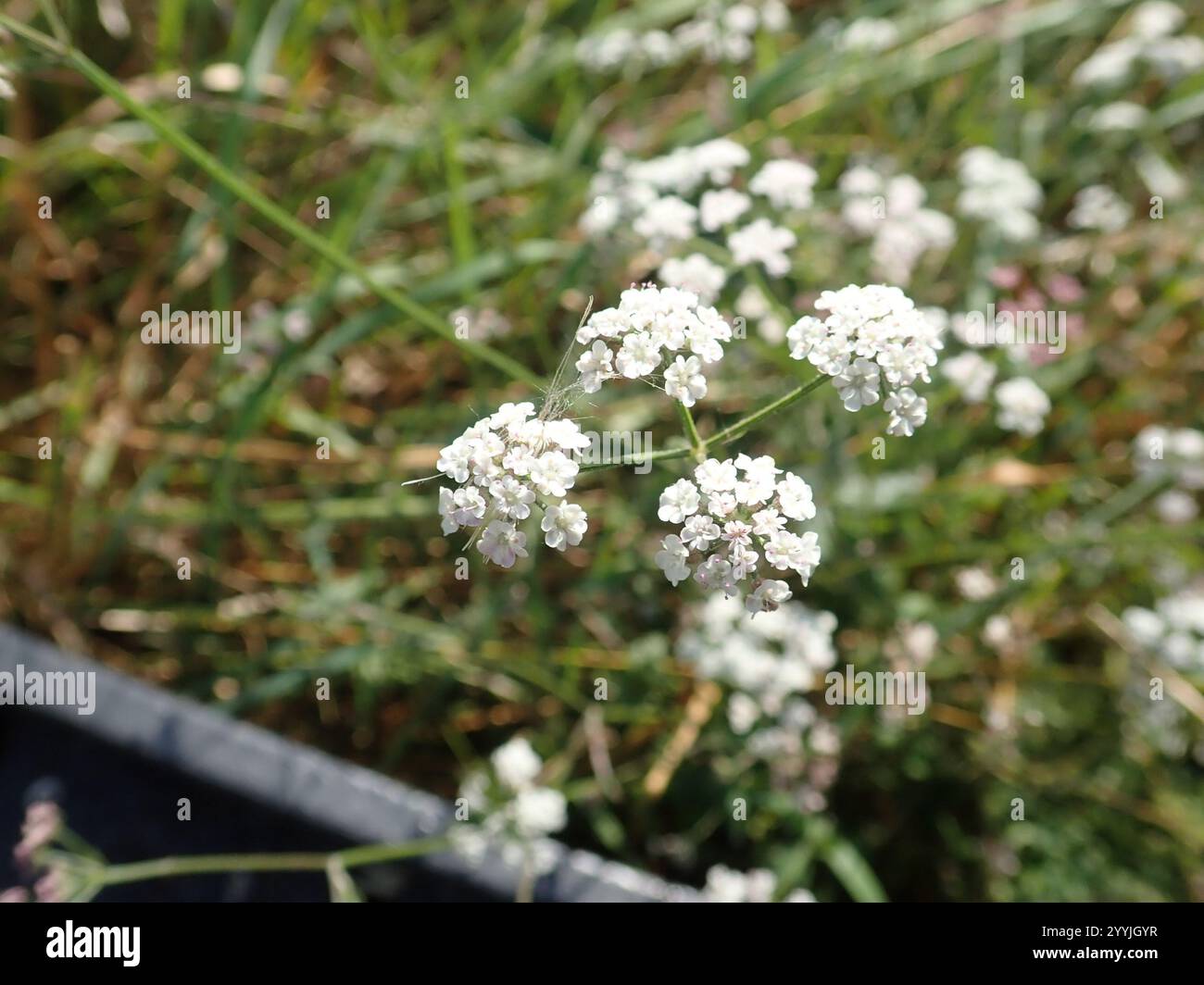 hedge parslies (Torilis Stock Photo - Alamy