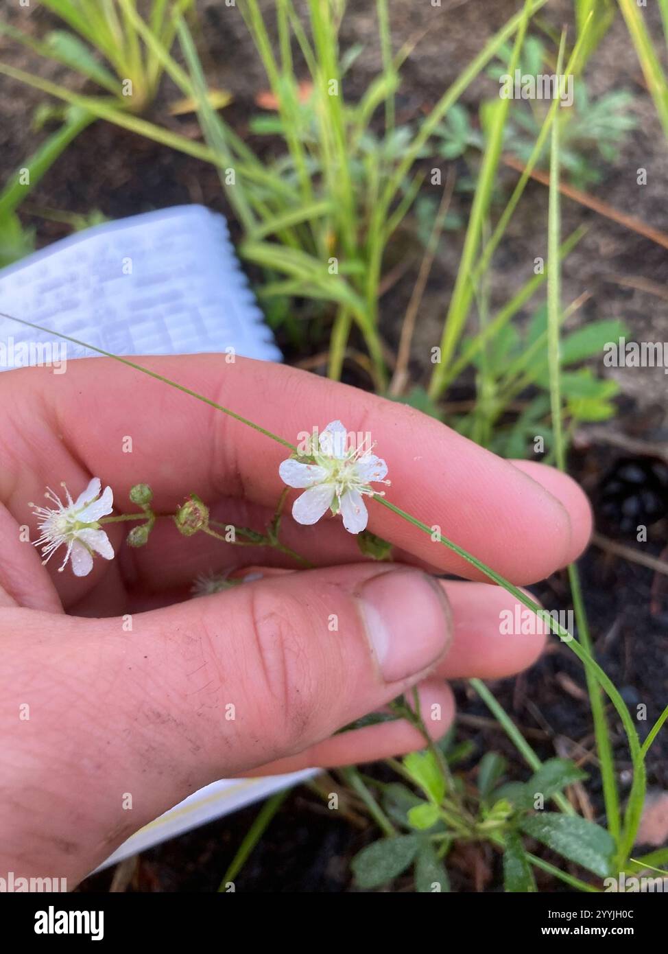 three-toothed cinquefoil (Sibbaldiopsis tridentata Stock Photo - Alamy