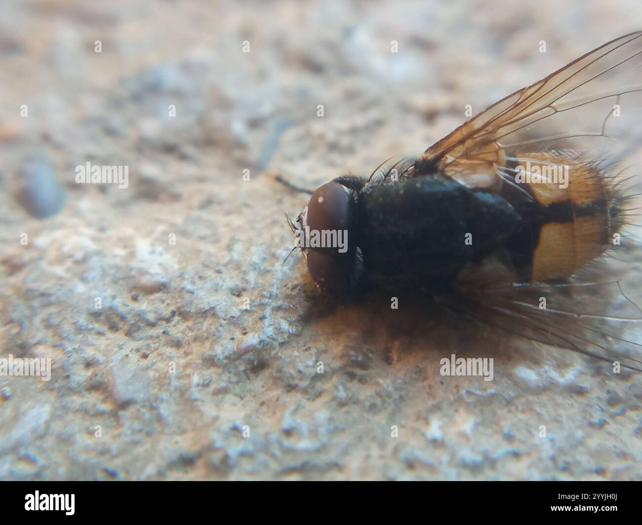 Face fly (Musca autumnalis Stock Photo - Alamy