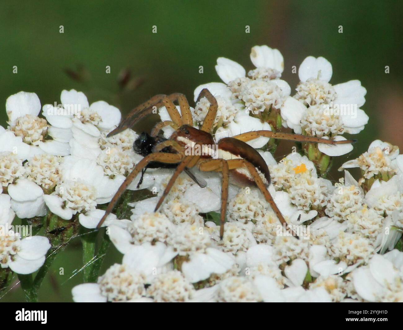 Raft Spider (Dolomedes fimbriatus Stock Photo - Alamy