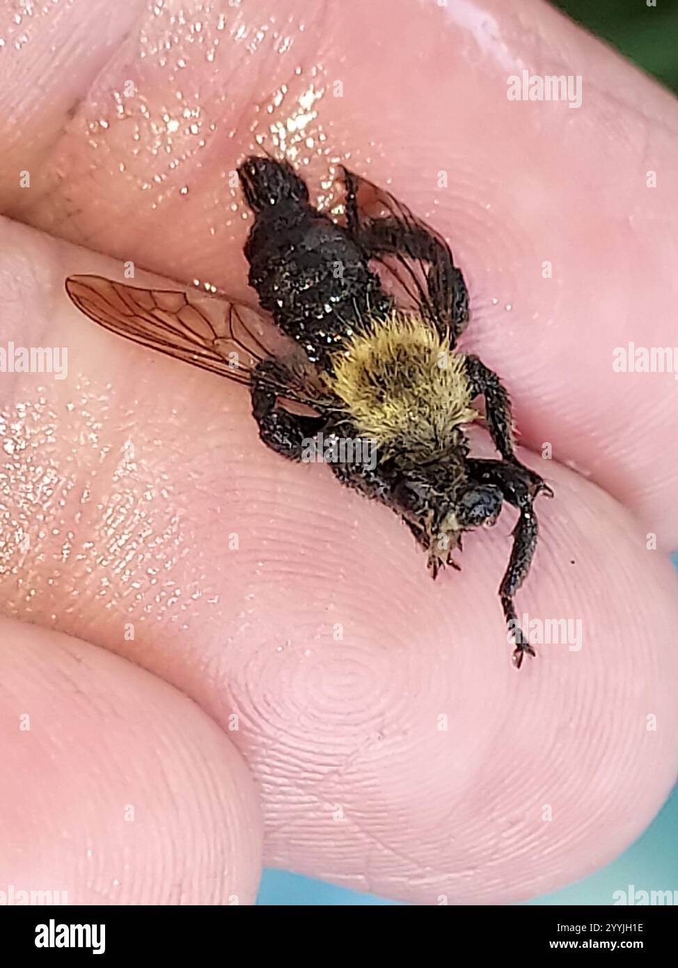 Black-tailed Laphria (Laphria flavicollis Stock Photo - Alamy