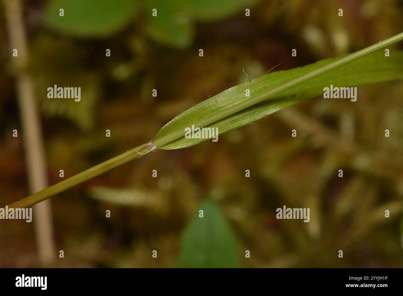 Small-flower Woodrush (Luzula parviflora Stock Photo - Alamy