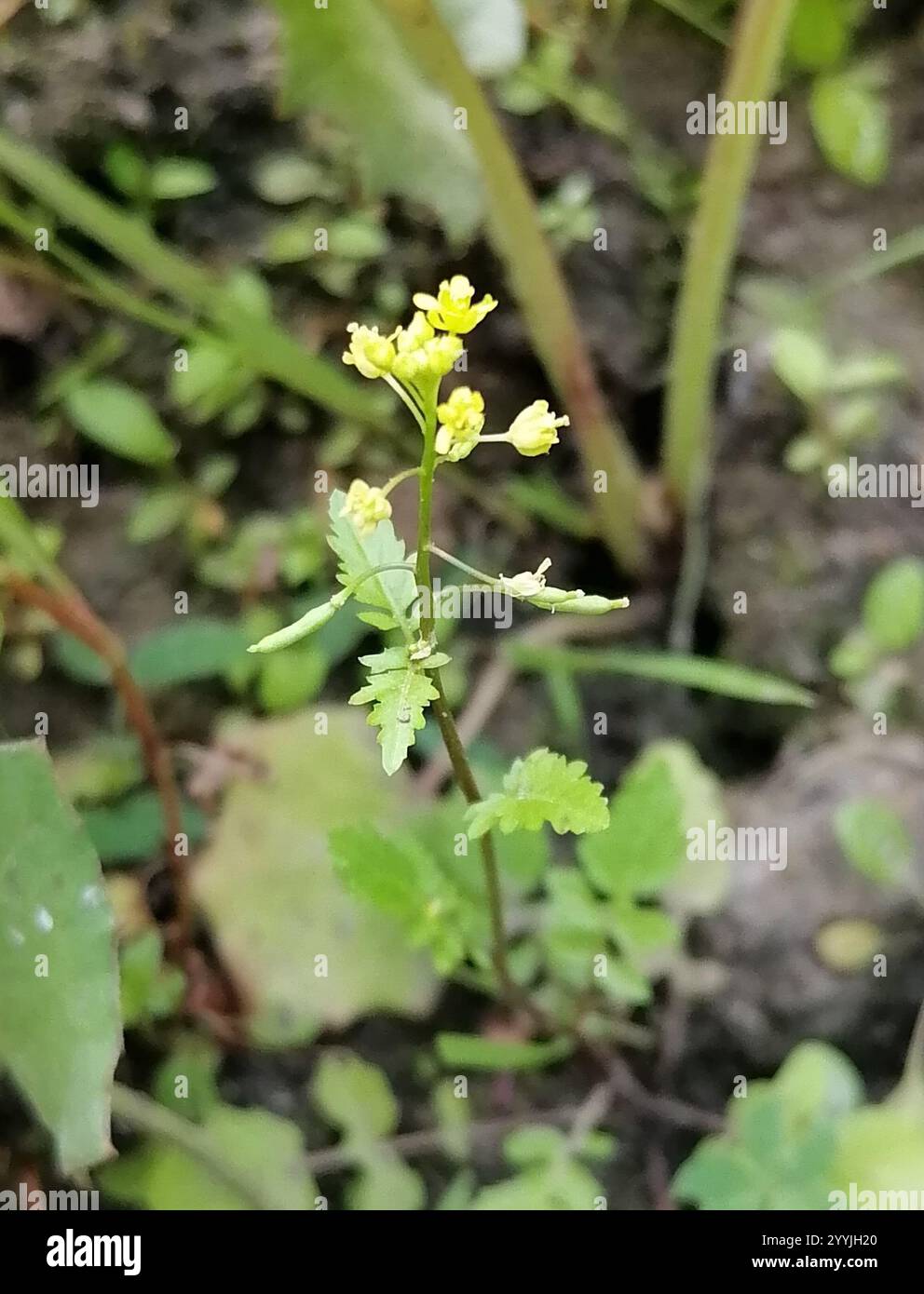 Bog Yellowcress (Rorippa palustris Stock Photo - Alamy
