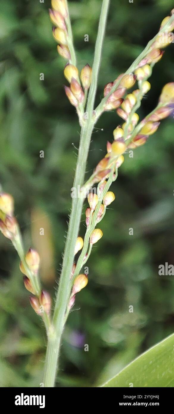 Browntop Signalgrass (Urochloa fusca Stock Photo - Alamy