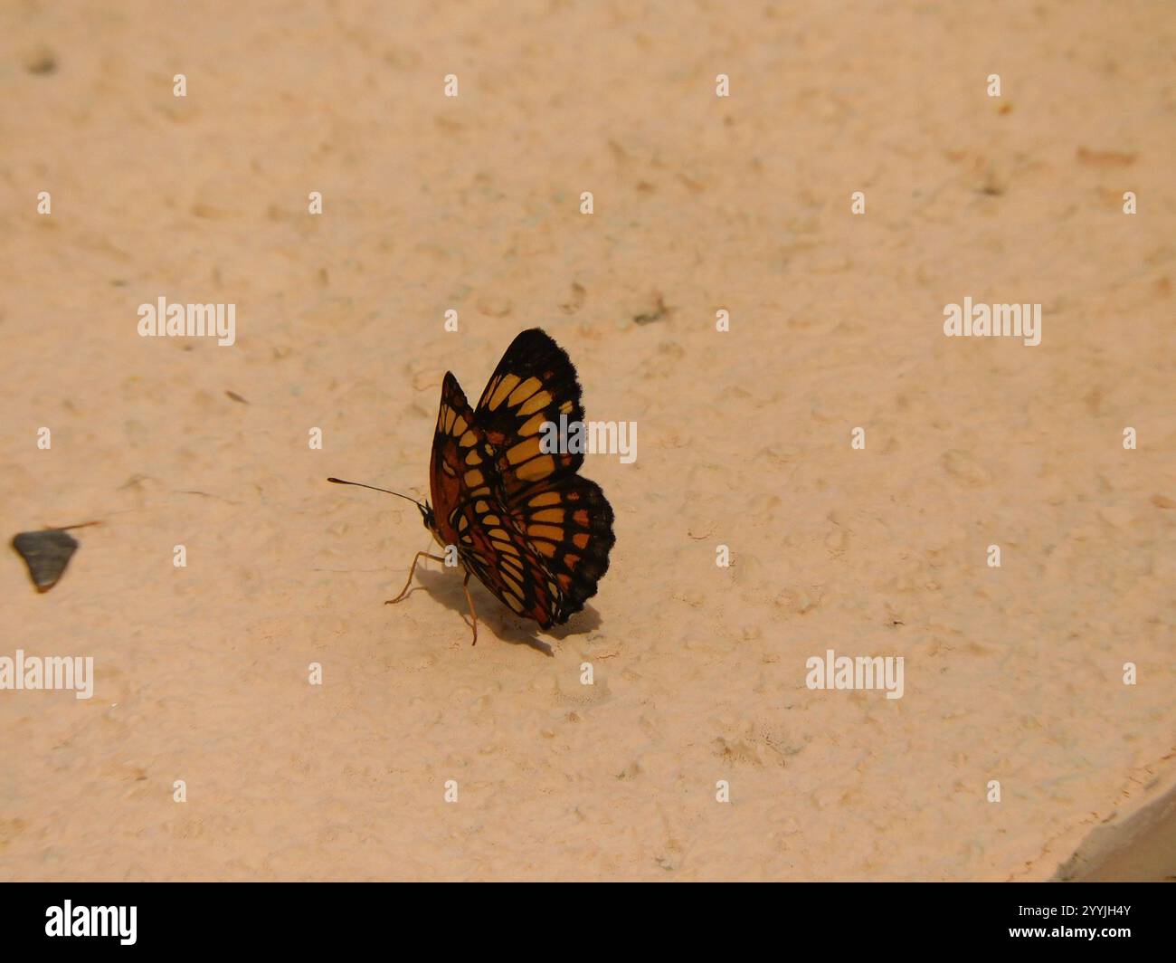 Theona Checkerspot (Chlosyne theona Stock Photo - Alamy