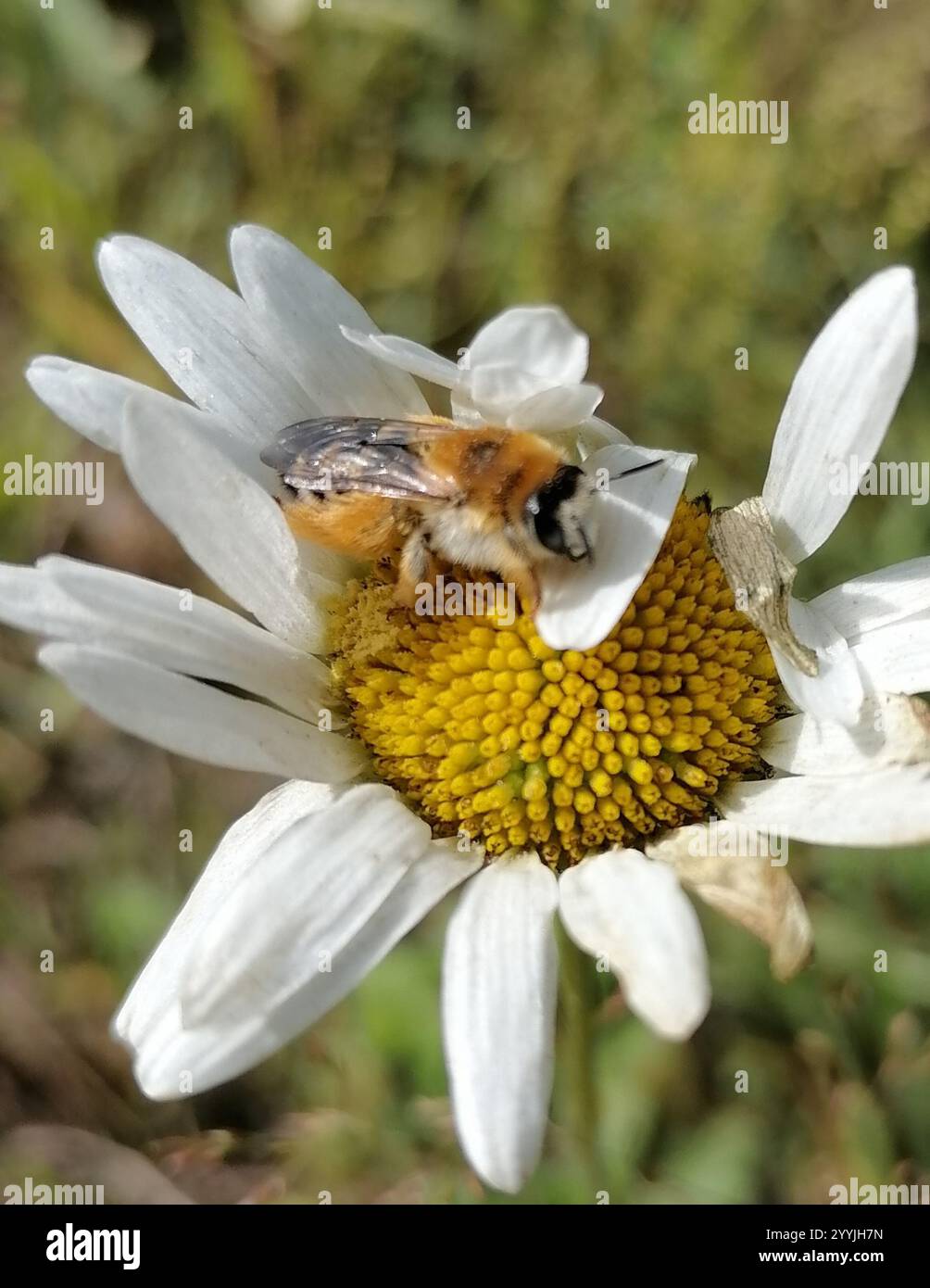 Pantaloon bees hi-res stock photography and images - Alamy