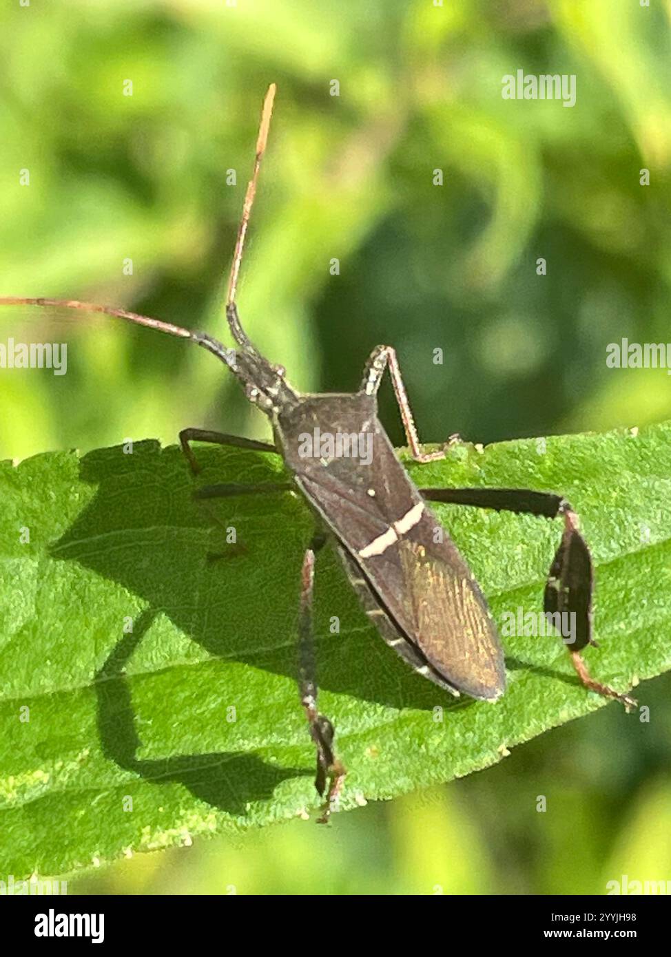 Eastern Leaf-footed Bug (Leptoglossus phyllopus Stock Photo - Alamy