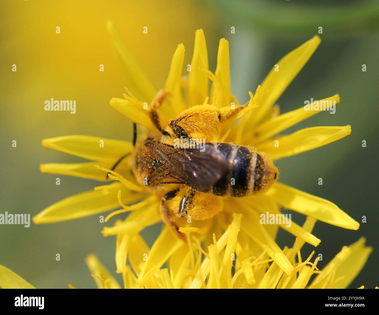Mining Bees (Andrena Stock Photo - Alamy