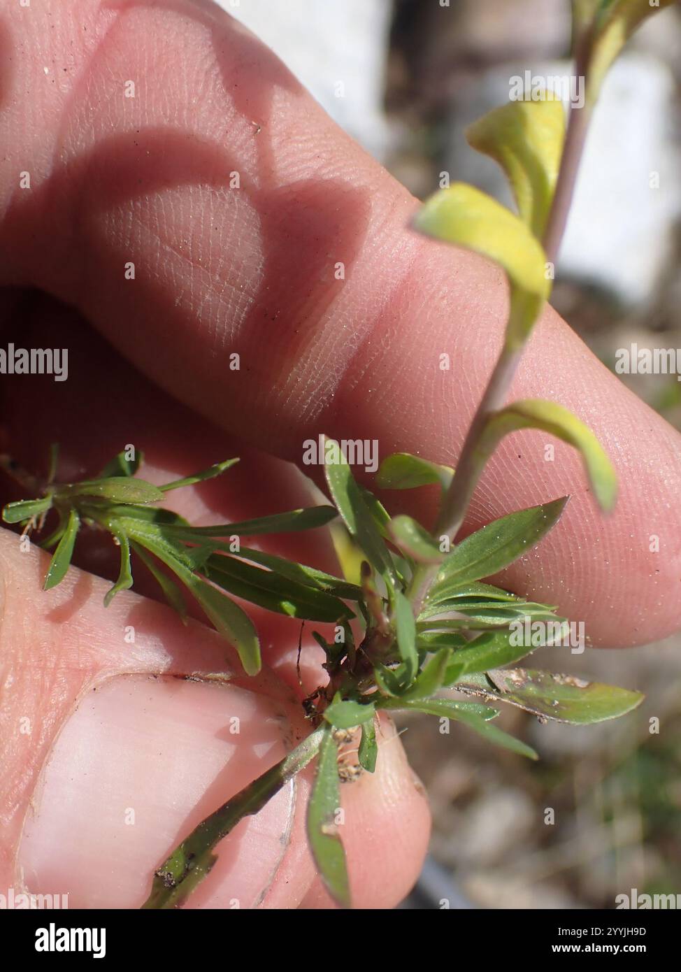 Mustard Flower Rust (Puccinia monoica Stock Photo - Alamy
