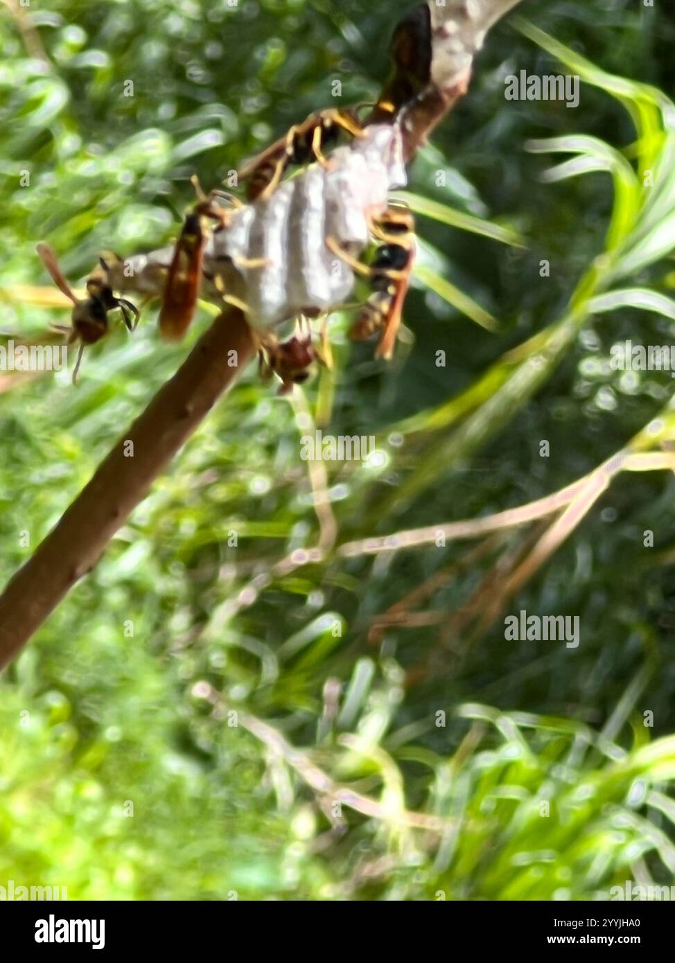 Caribbean Paper Wasp (Polistes crinitus Stock Photo - Alamy