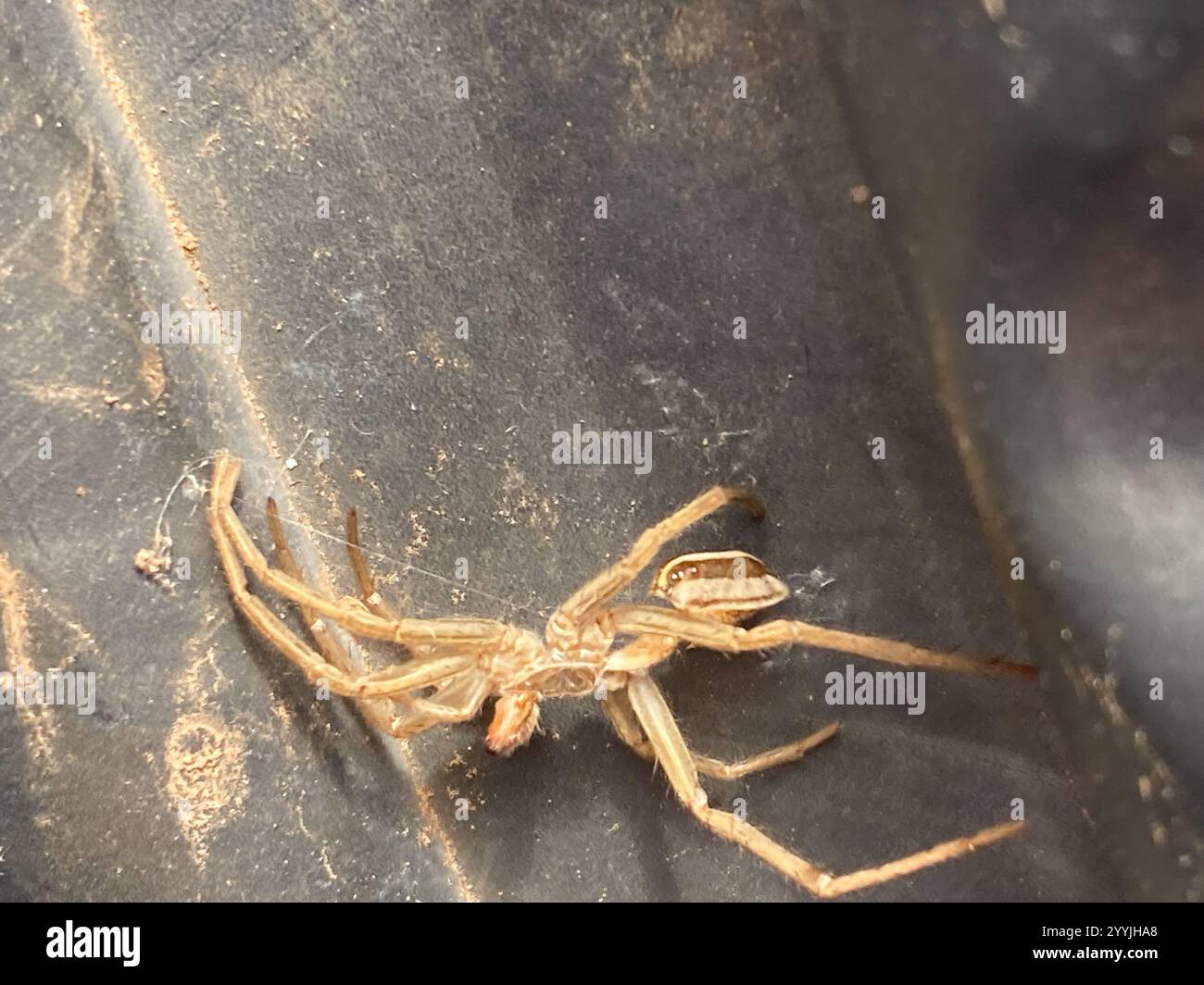 Rabid Wolf Spider (Rabidosa rabida Stock Photo - Alamy