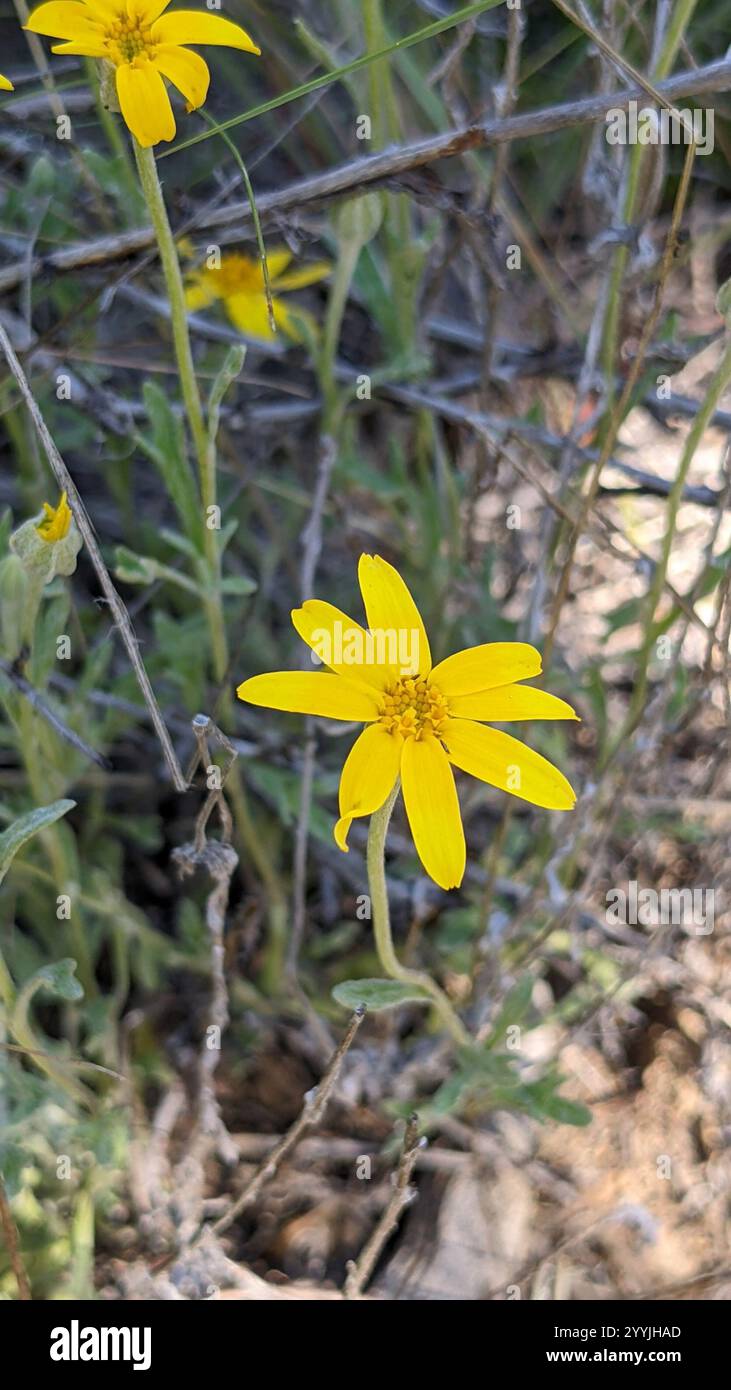common woolly sunflower (Eriophyllum lanatum Stock Photo - Alamy