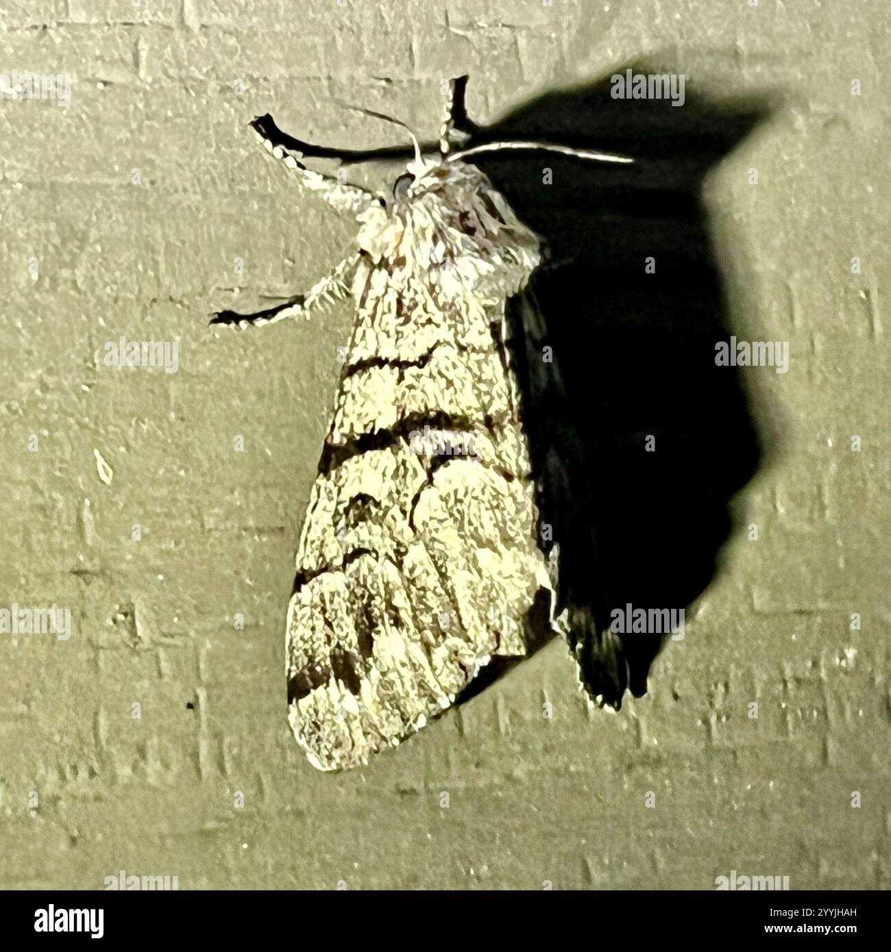 Eastern Panthea Moth (Panthea furcilla Stock Photo - Alamy