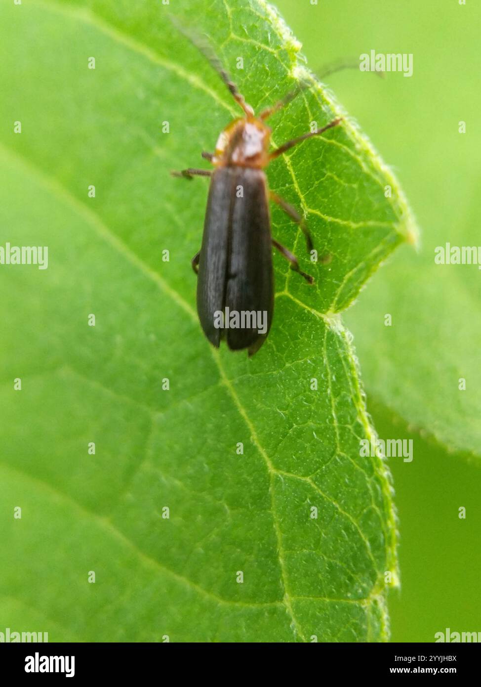 Net-winged Beetles (Lycidae Stock Photo - Alamy